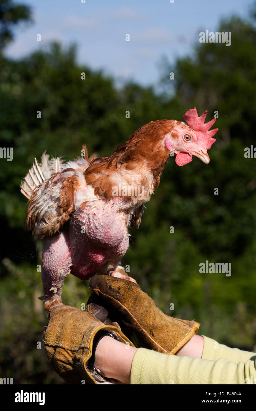 Genetically Modified Featherless Chicken