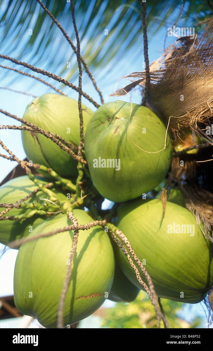 coconuts on palmtree, close up, bahamas Stock Photo - Alamy