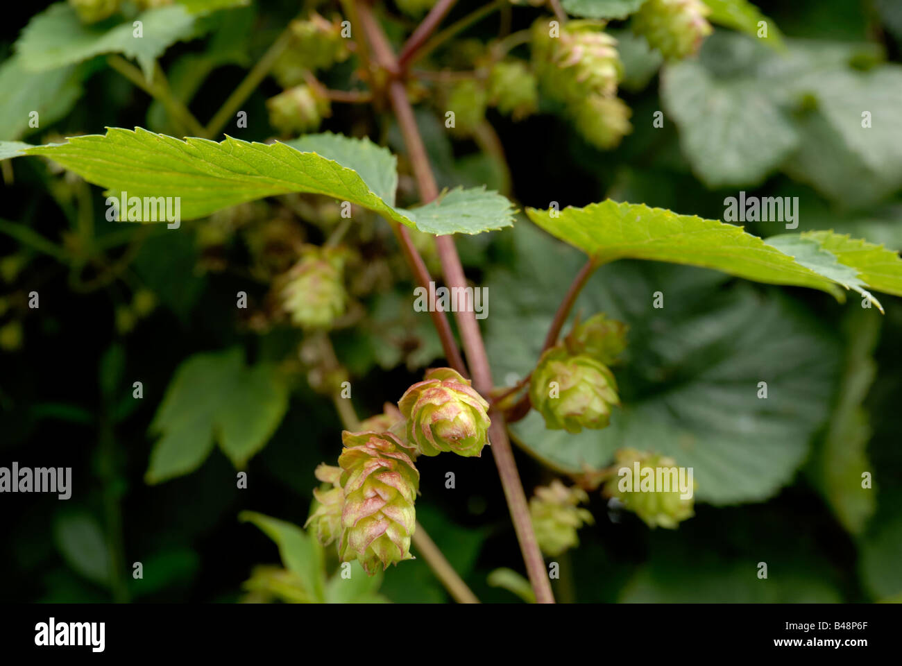 Female Hop flowers Humulus lupulus, Wales, UK Stock Photo - Alamy