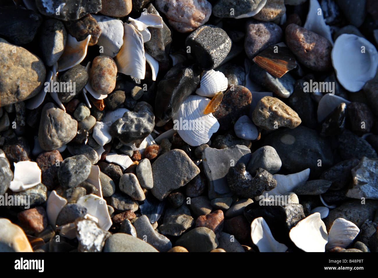 Pieces of sea shells and small stones on the beach of Baltic Sea Stock ...
