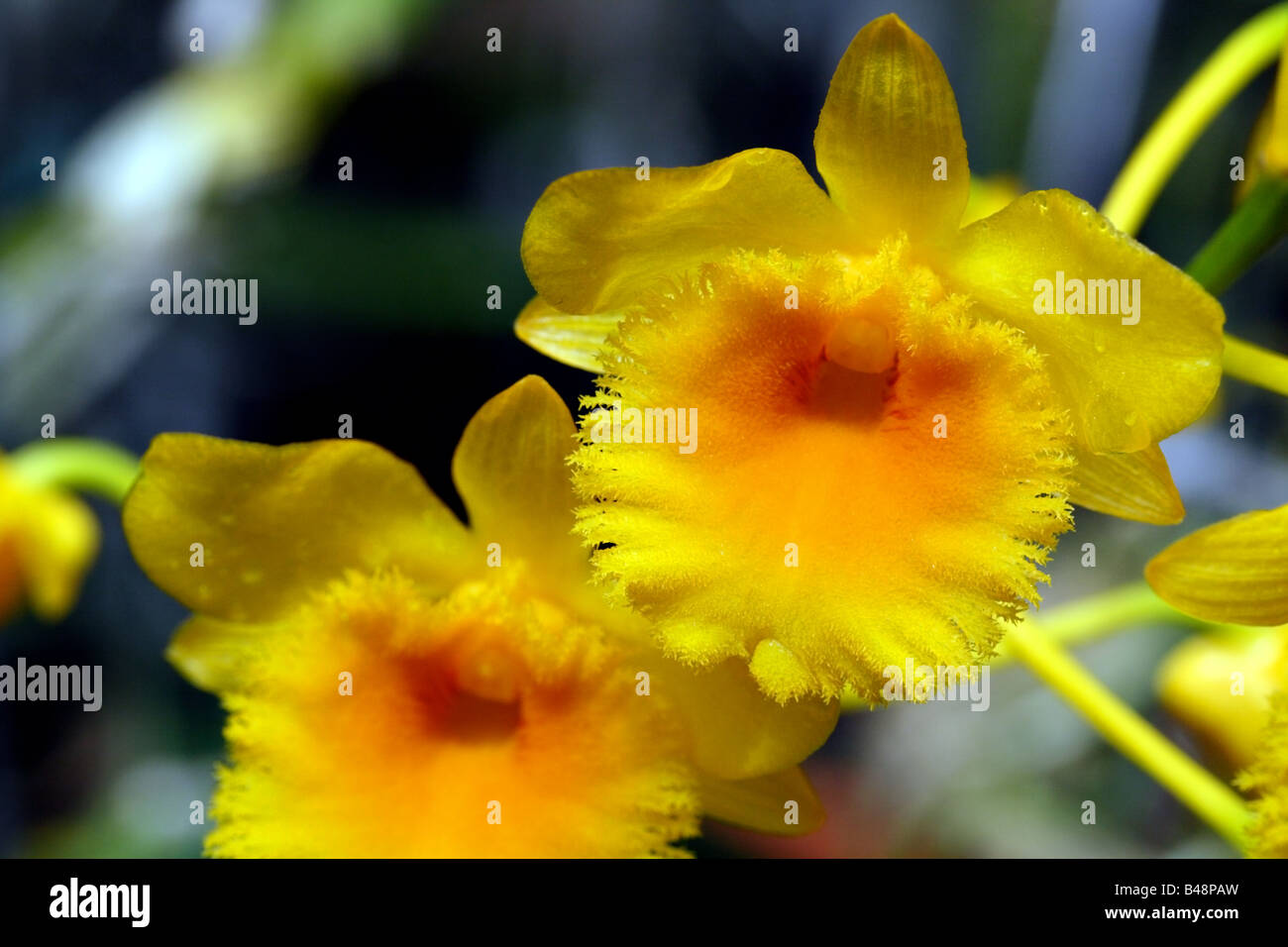 Dendrobium orchid flower hi-res stock photography and images - Alamy