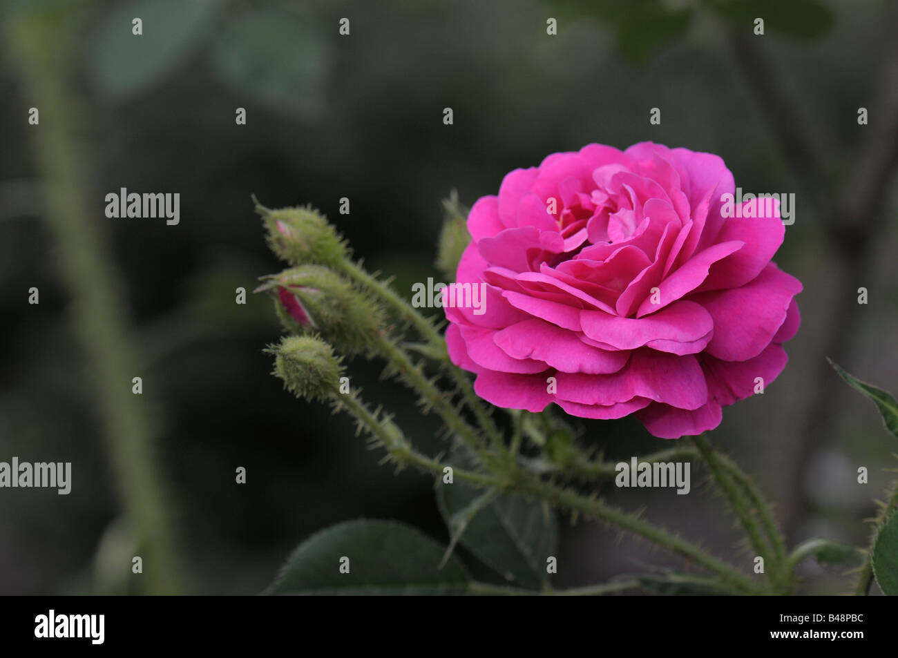 Cabbage Rose, Provence Rose (Rosa x centifolia), variety: Muscosa Rubra ...