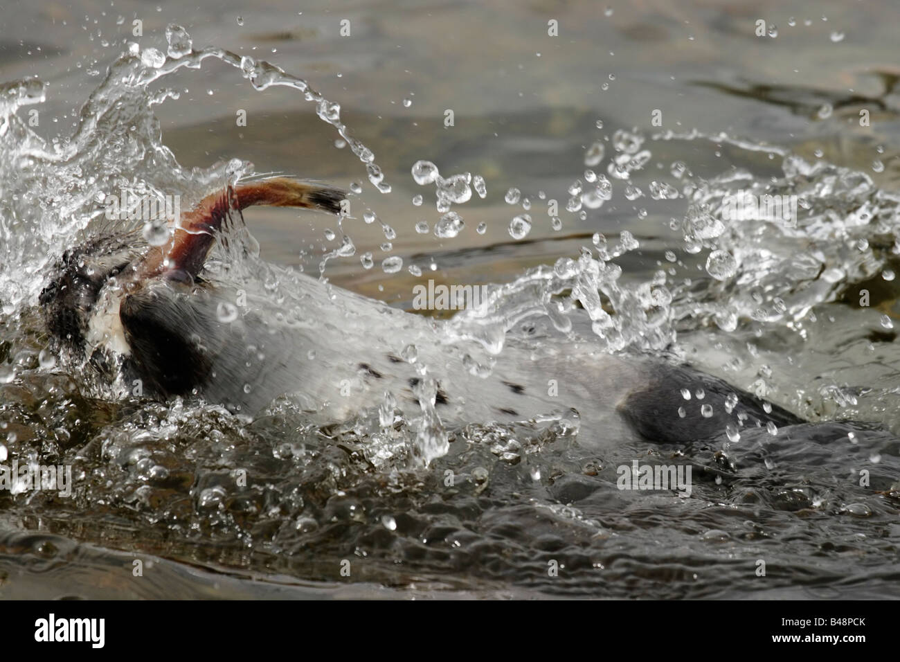 Greenland seal, Harp seal (Histriophoca groenlandica) in the ...