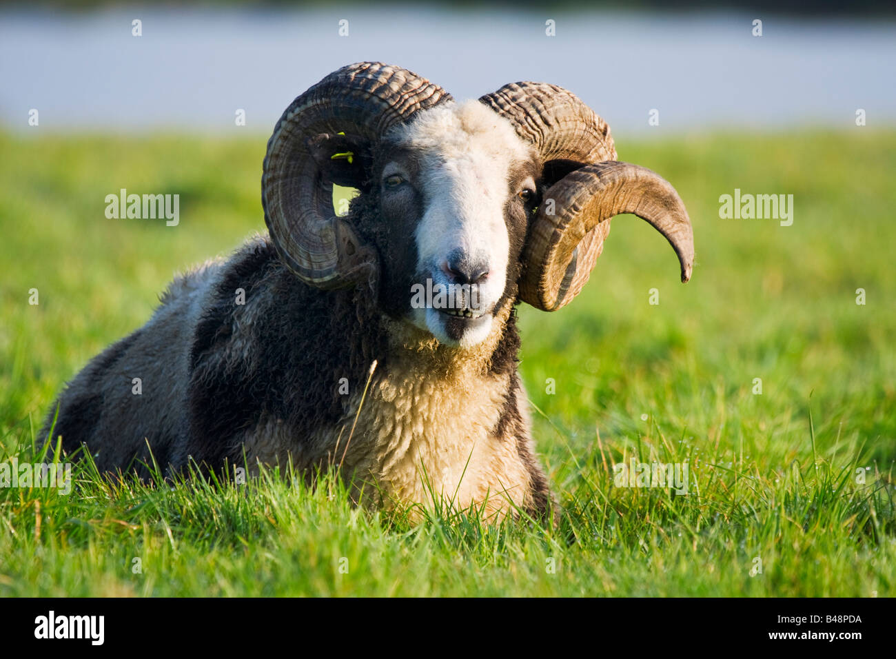 Jacob Ram enjoying the sun Stock Photo - Alamy