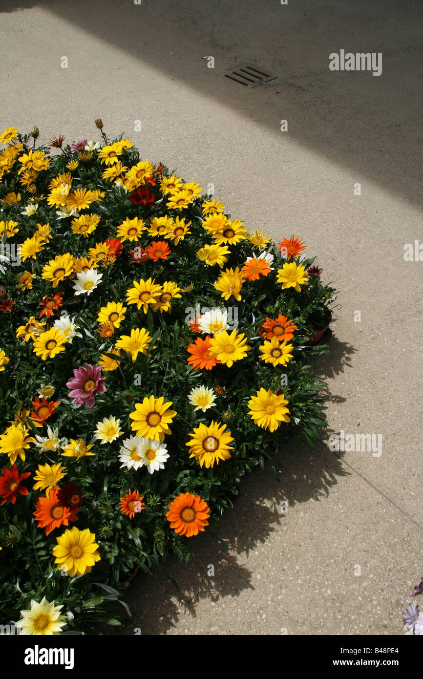 Various types of flowers in stall hi-res stock photography and images ...