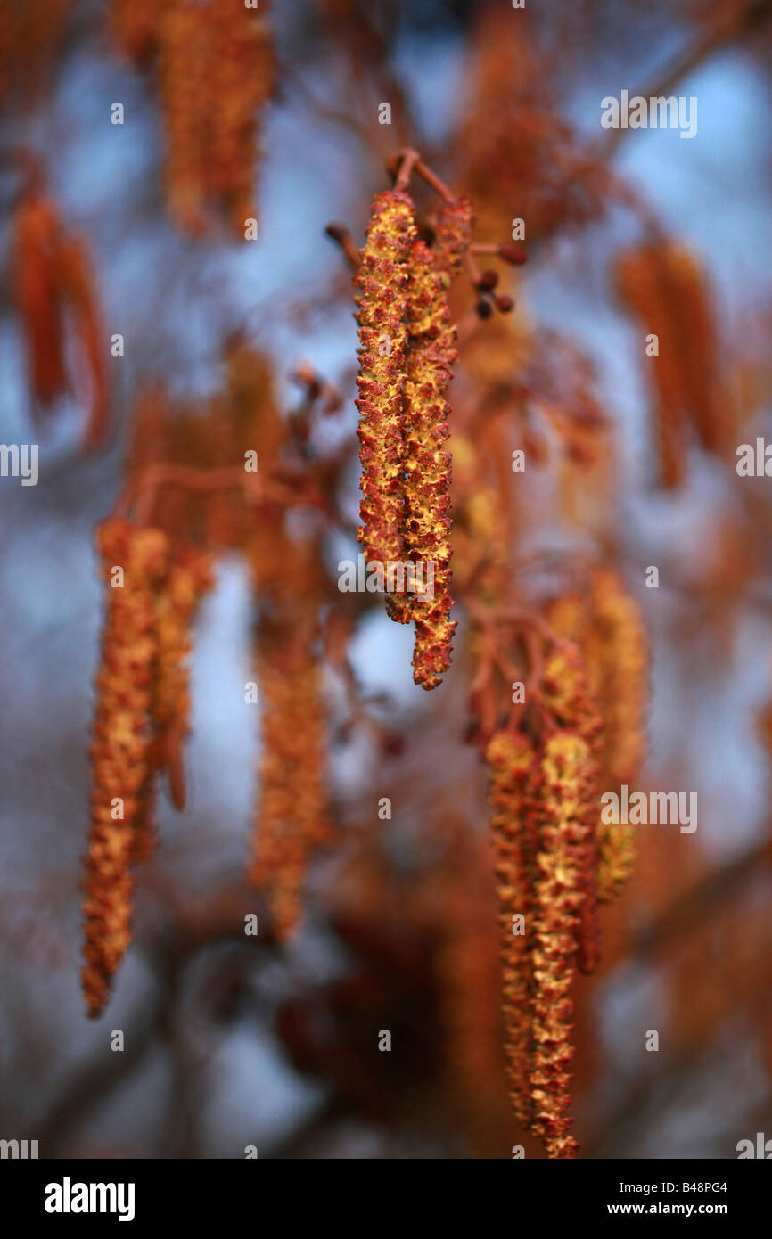 Catkins seeds hi-res stock photography and images - Alamy