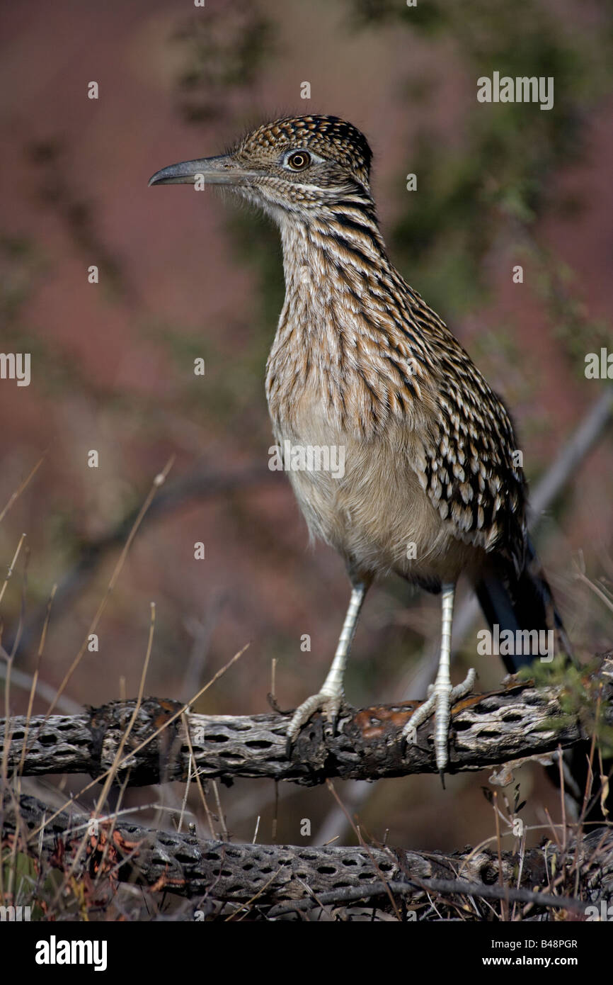 Greater Roadrunner (Geococcyx californianus) Arizona - Sonoran Desert ...