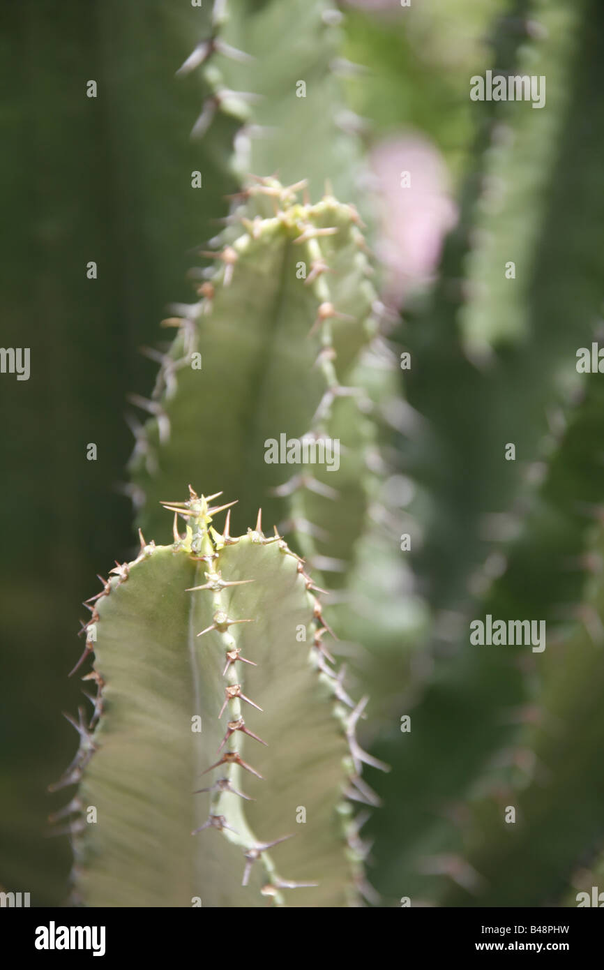 close up of spikes on cactus in garden centre Stock Photo - Alamy