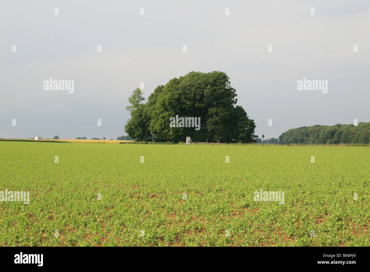 Agincourt battlefield hi-res stock photography and images - Alamy