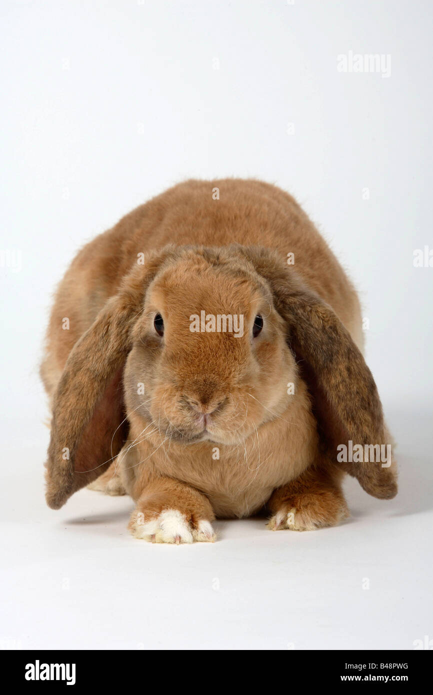 Rex Lop eared Dwarf Rabbit 17 weeks apricot Domestic Rabbit Stock Photo ...