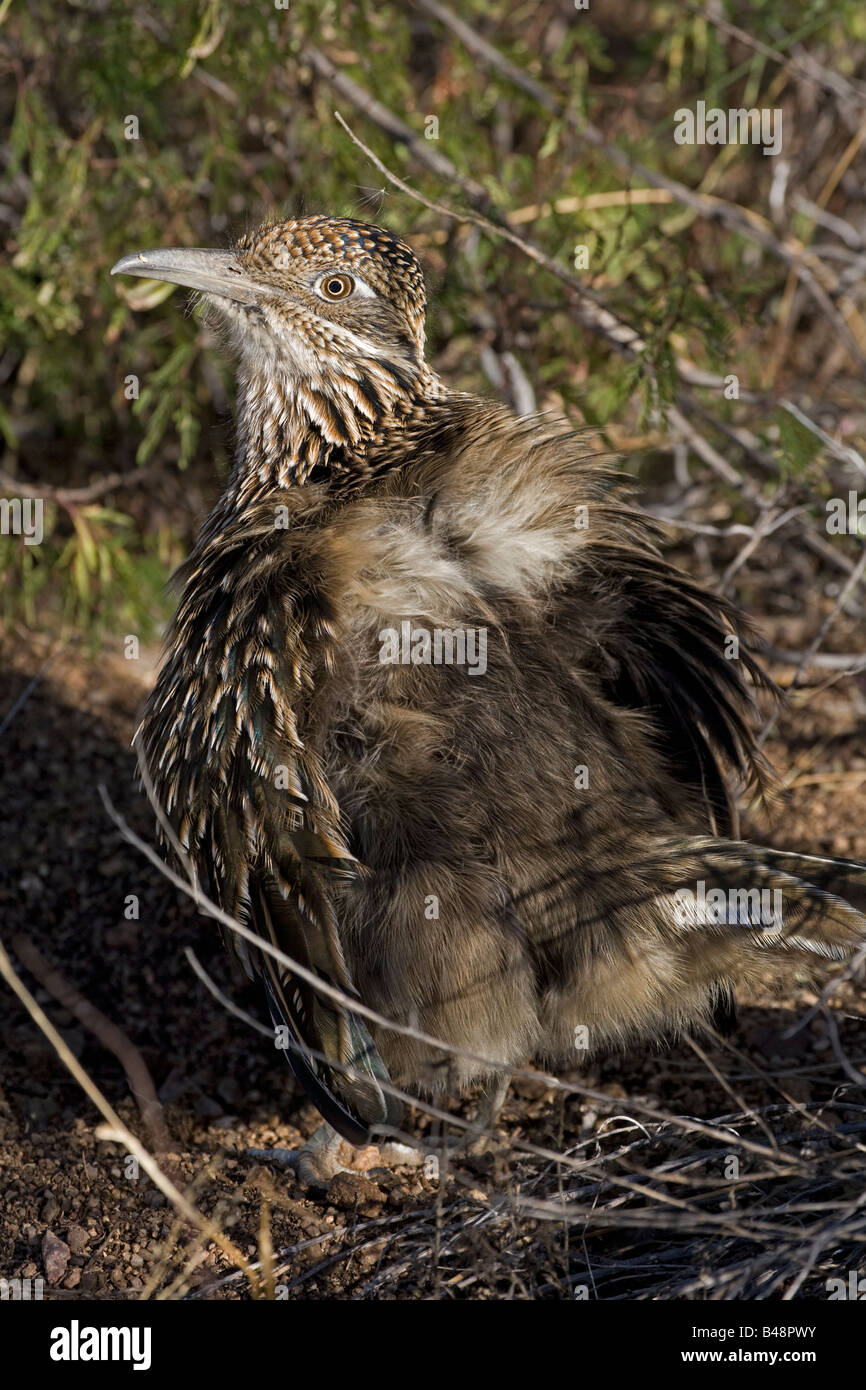 Greater Roadrunner (Geococcyx californianus) - Thermoregulating ...