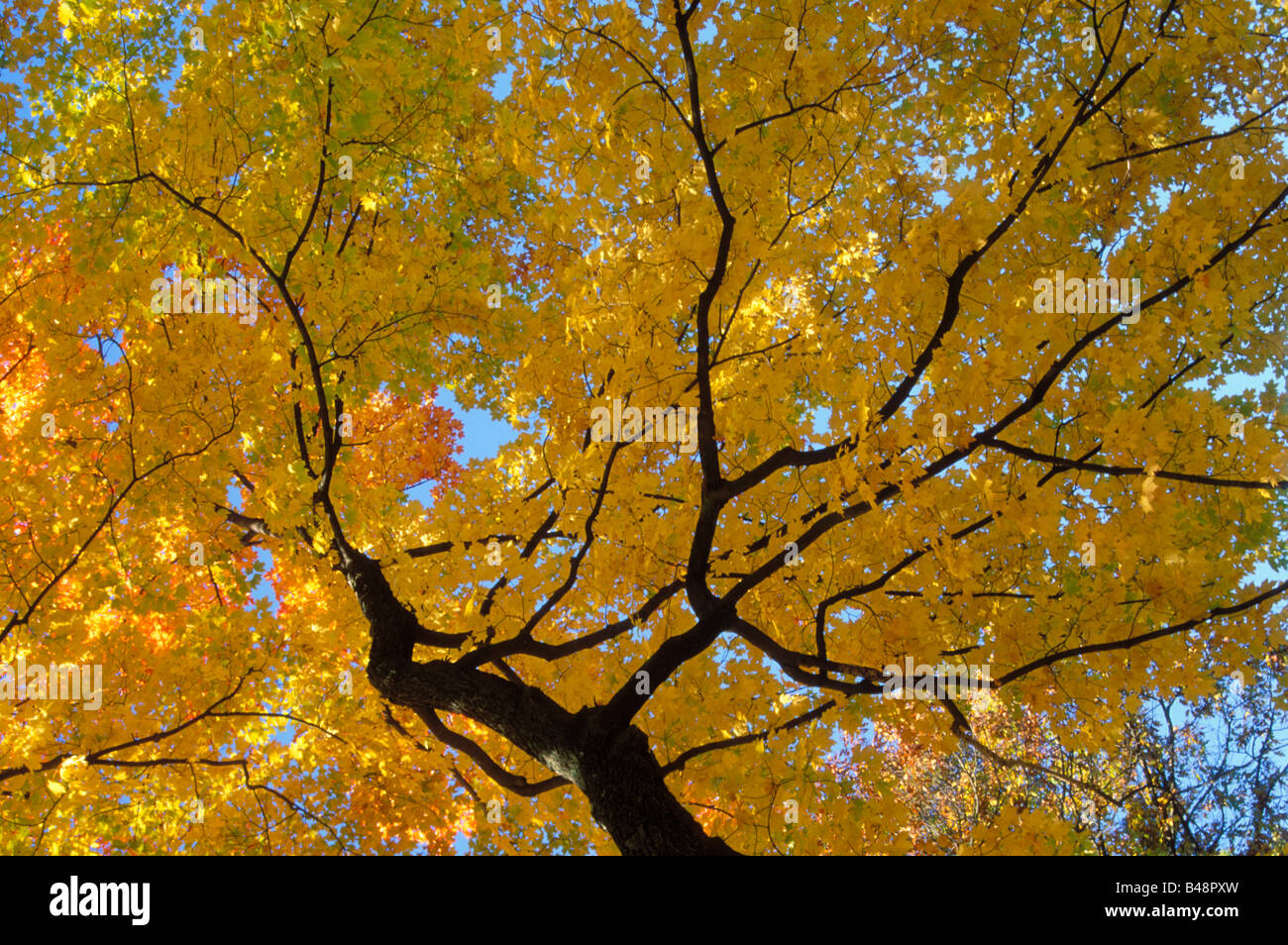 Trees in the autumn Stock Photo - Alamy