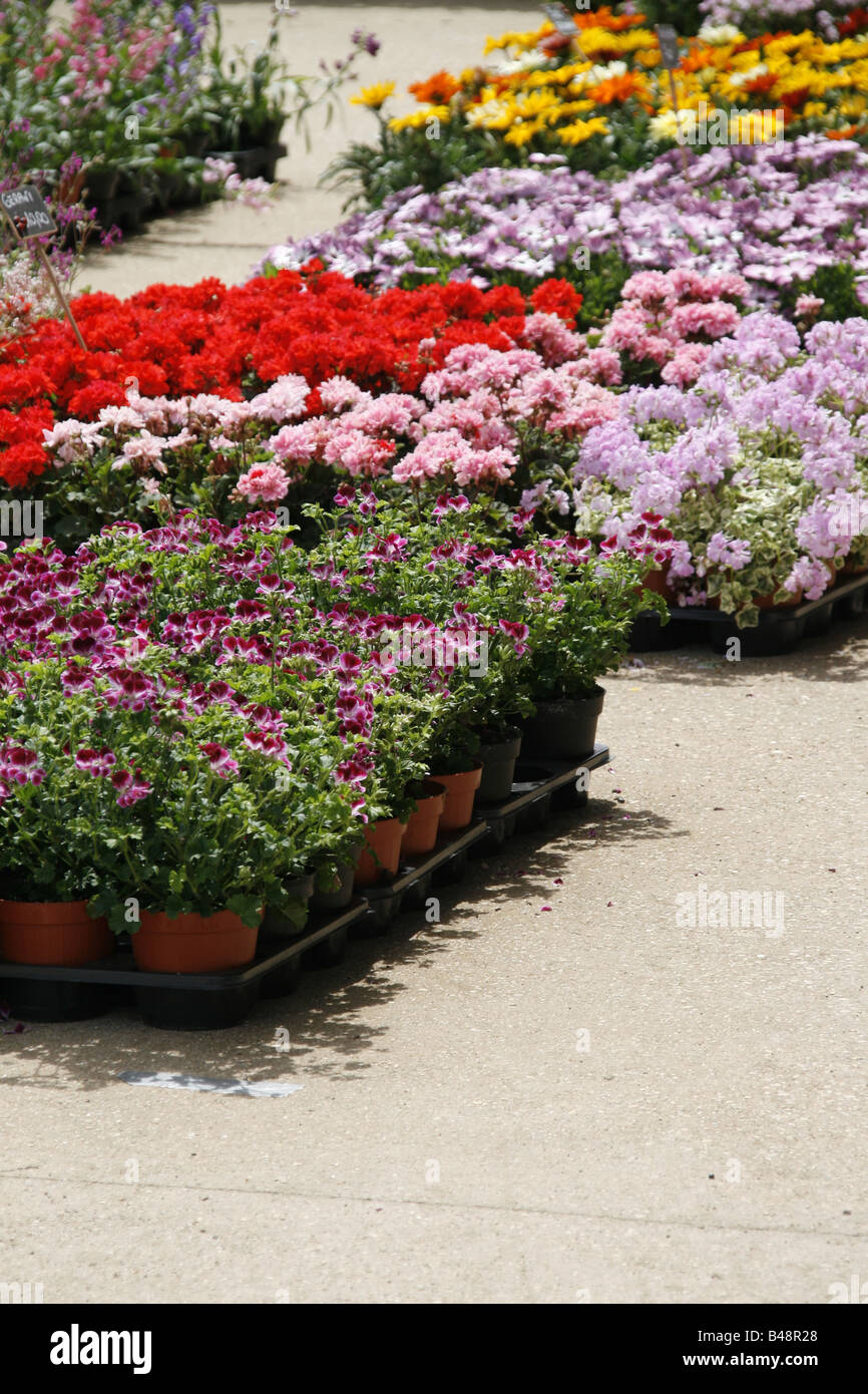 selection of colourful flowers for sale in garden centre Stock Photo ...