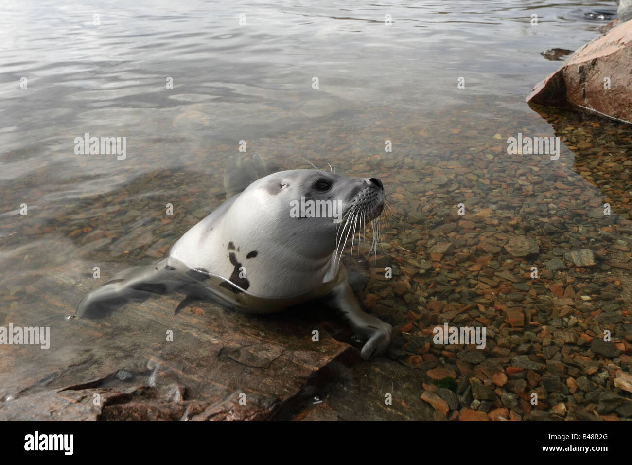 Greenland seal, Harp seal (Histriophoca groenlandica) in the ...