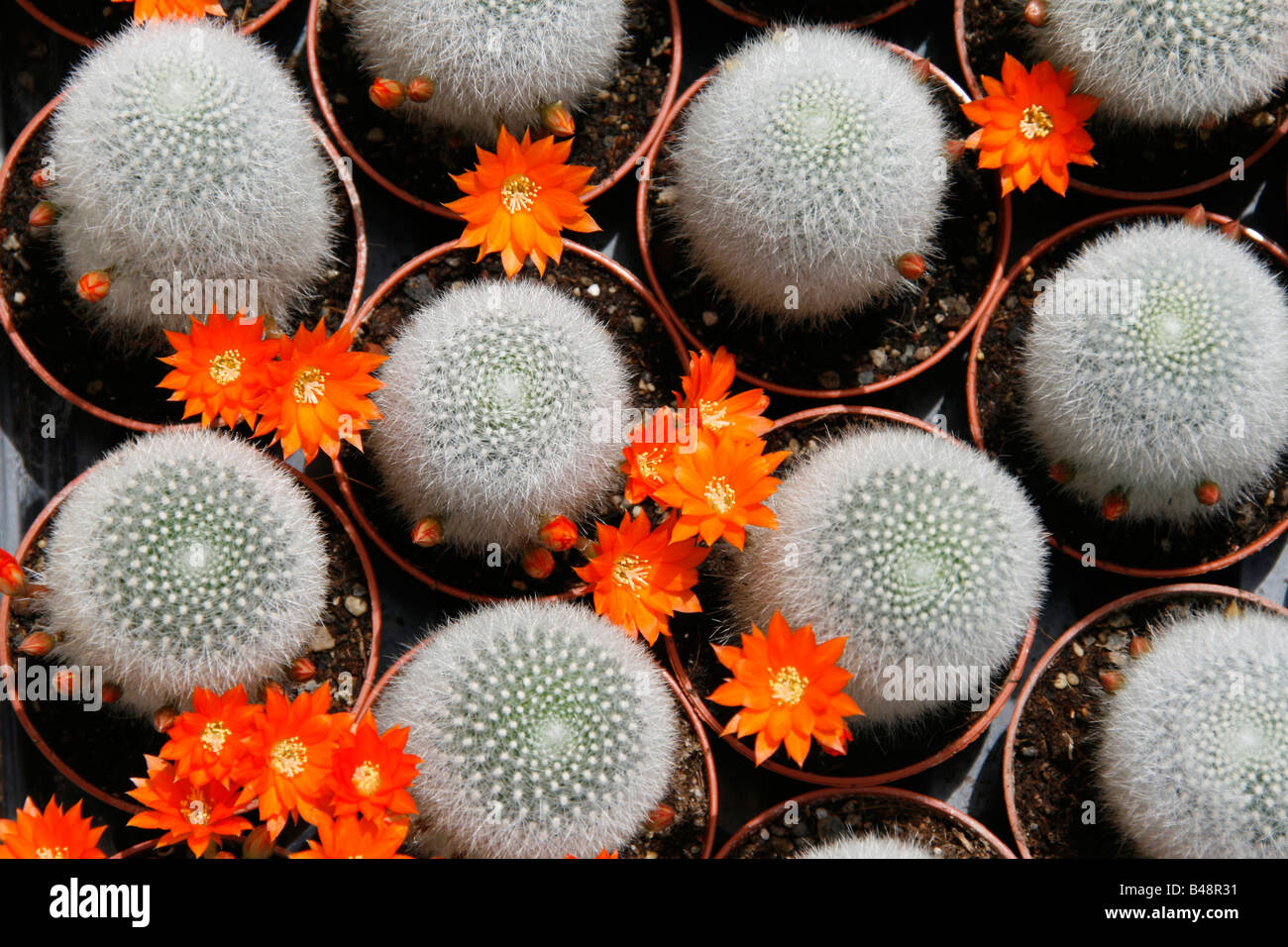 rebutia cactus with orange flowers in garden centre Stock Photo - Alamy