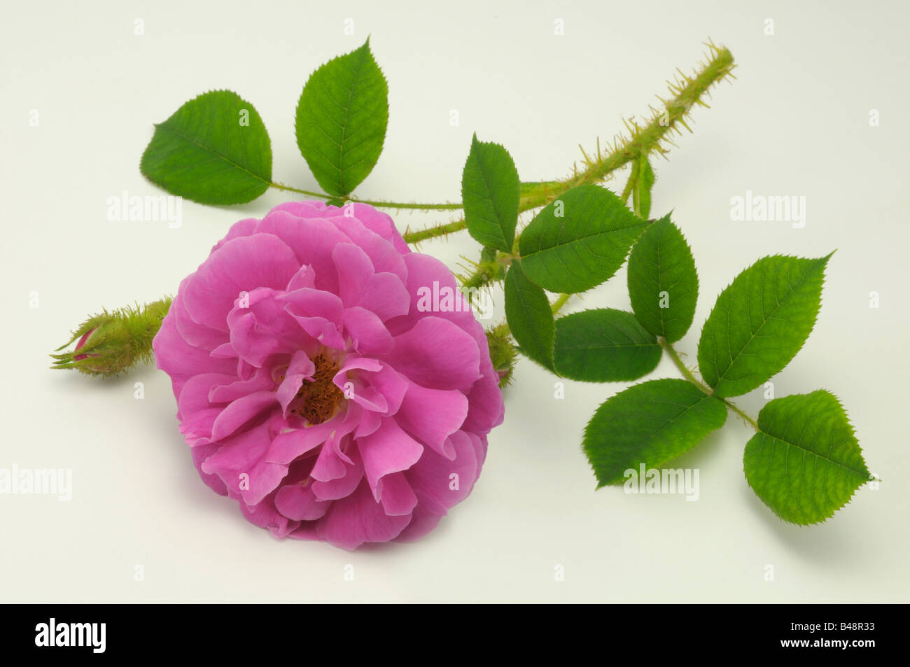 Cabbage rose hi-res stock photography and images - Alamy