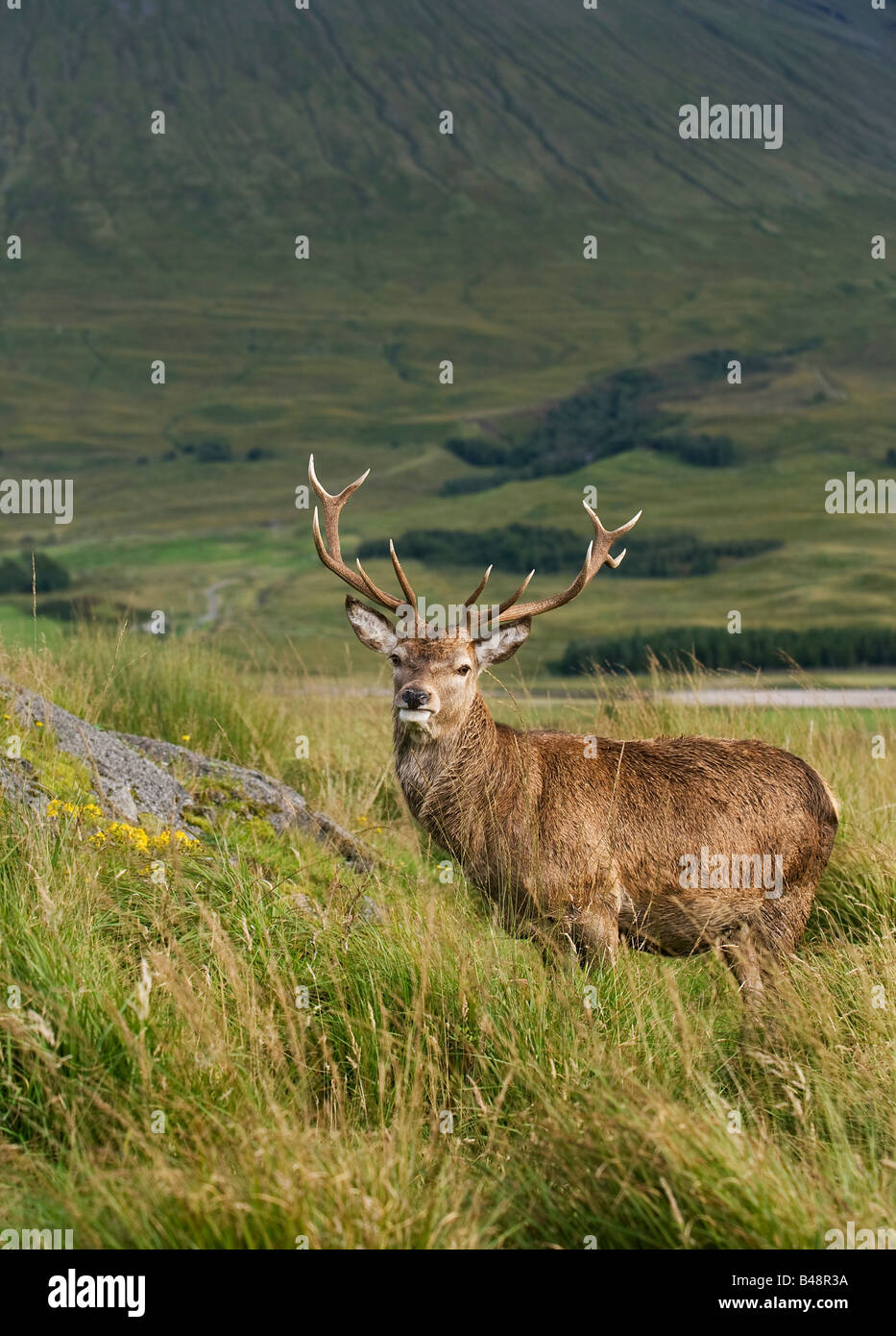 Stag on the hillside, on part of the Wesy Highland Way Stock Photo - Alamy