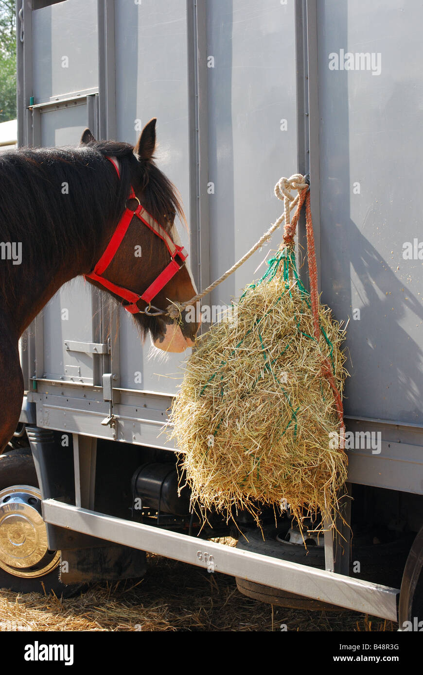 Big head horse hi-res stock photography and images - Alamy