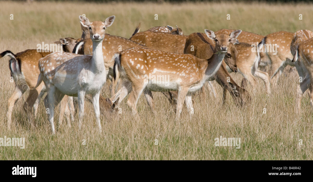Group of fallow deer in parkland Stock Photo - Alamy