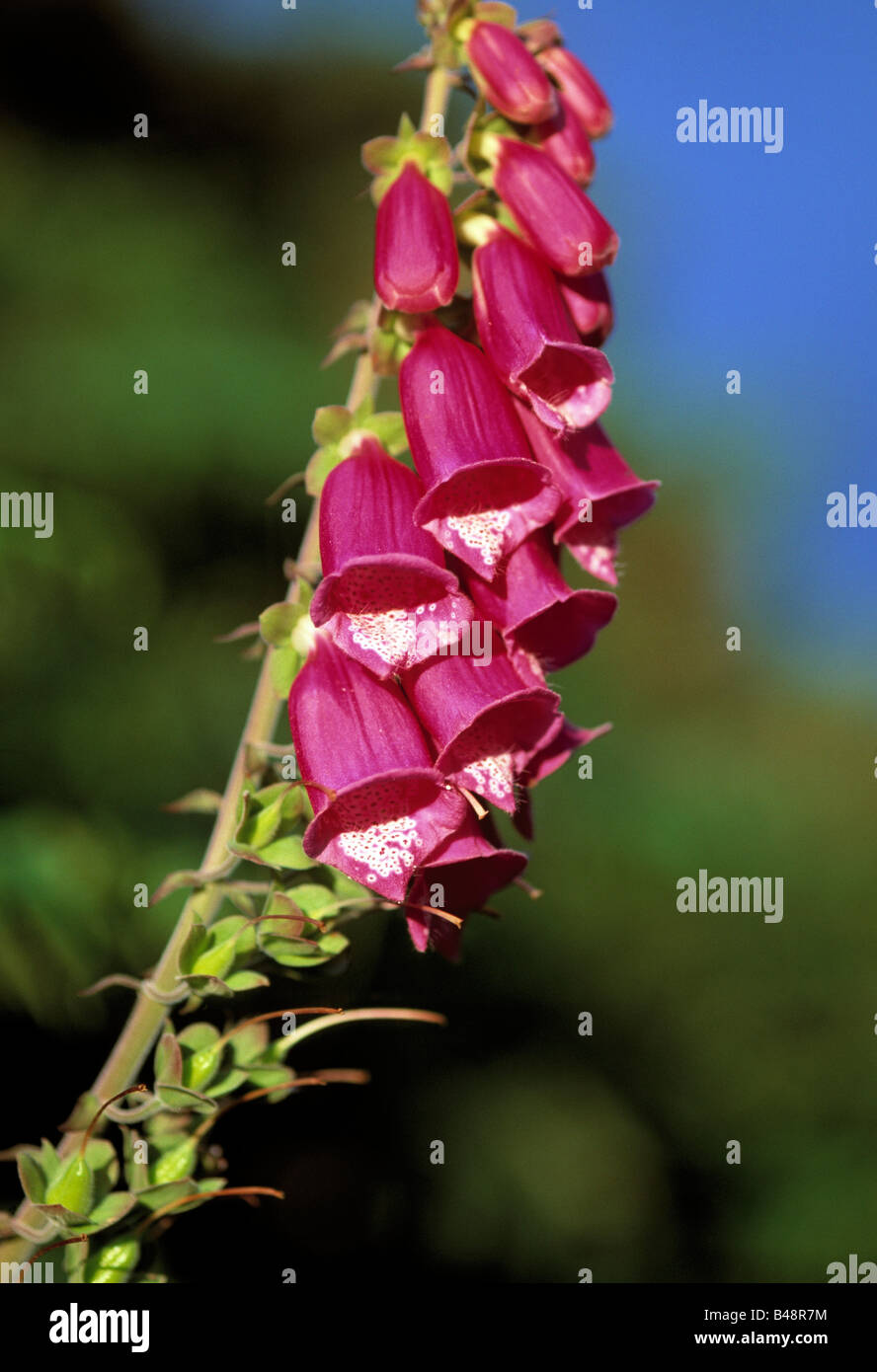 tall wild plant with color flowers resembling fairy fingers growing on ...