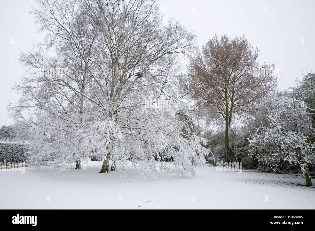 Skeleton in snow hi-res stock photography and images - Alamy