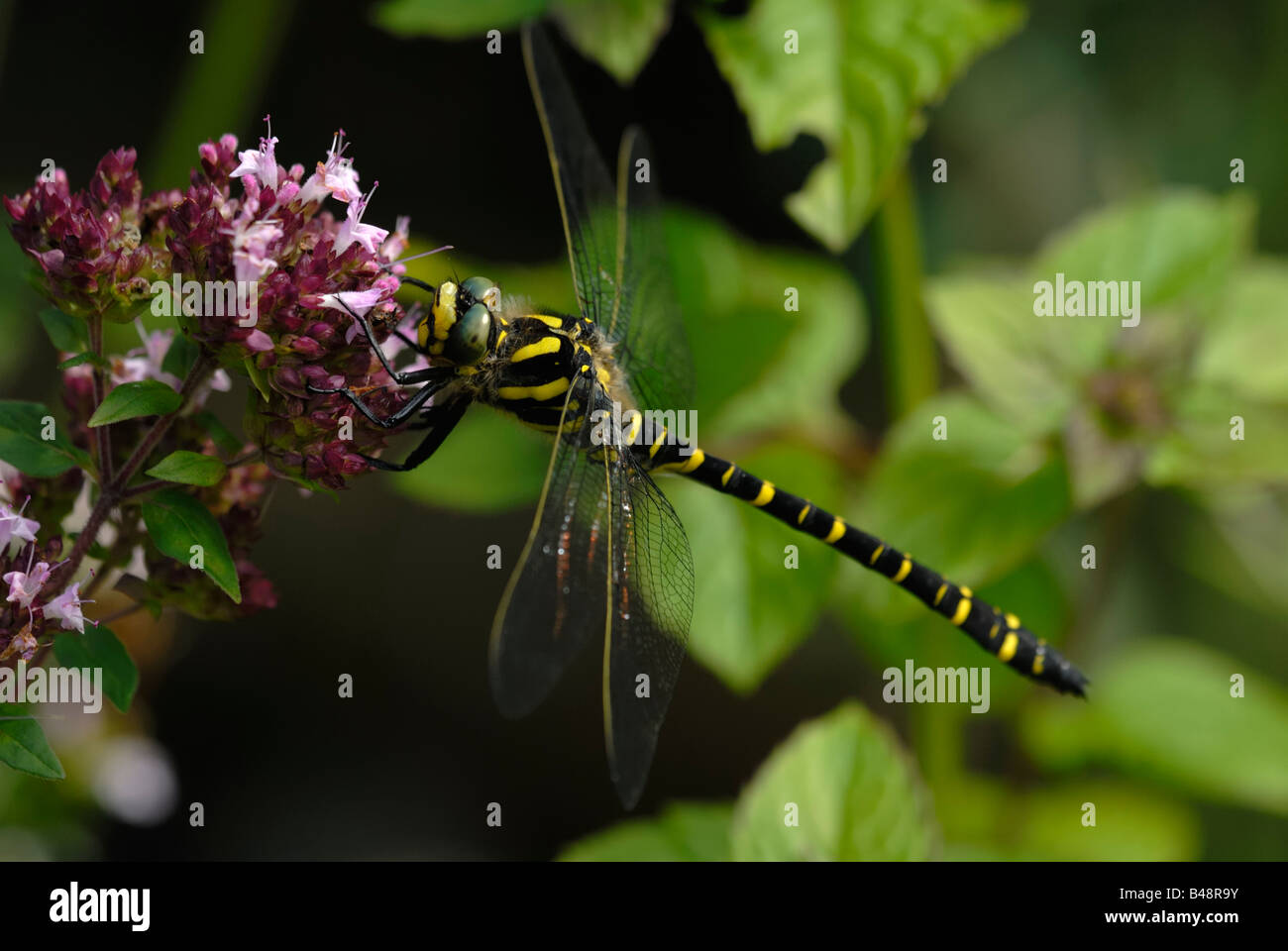 Golden Ringed Dragonfly Cordulegaster boltonii resting on Oregano ...
