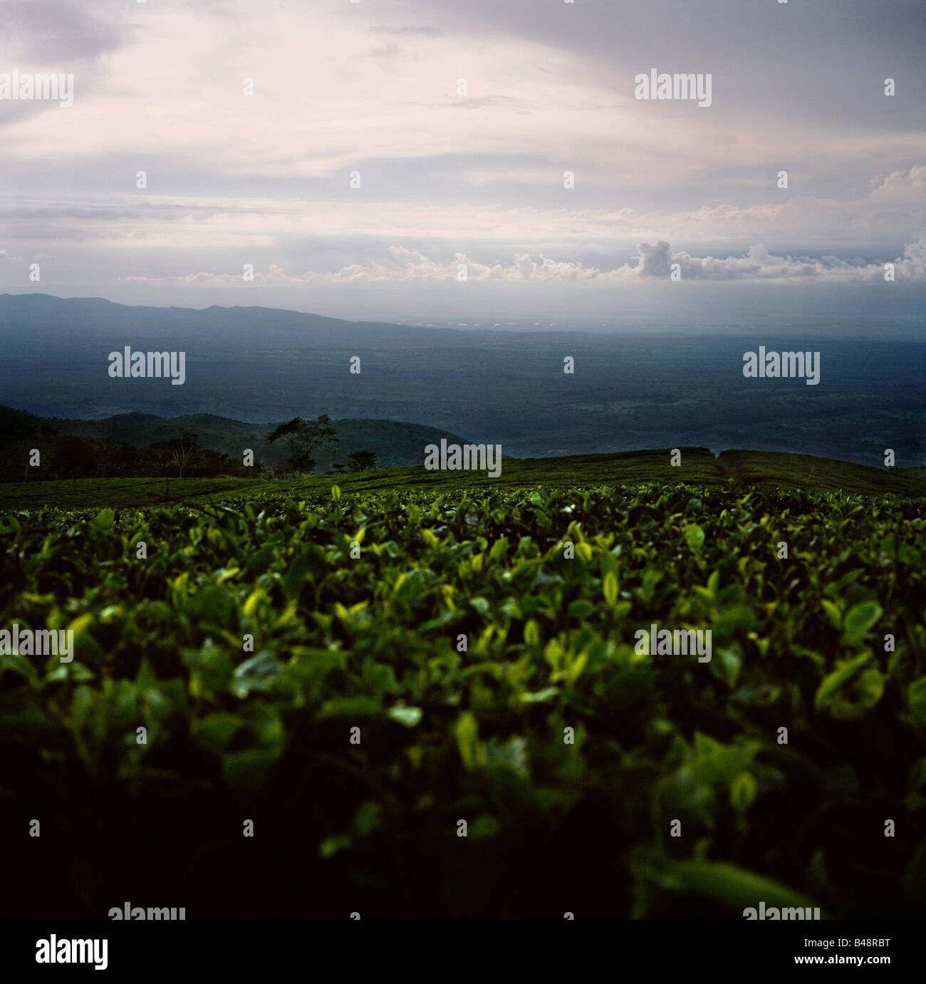 Ugandan tea fields near Fort Portal Stock Photo - Alamy