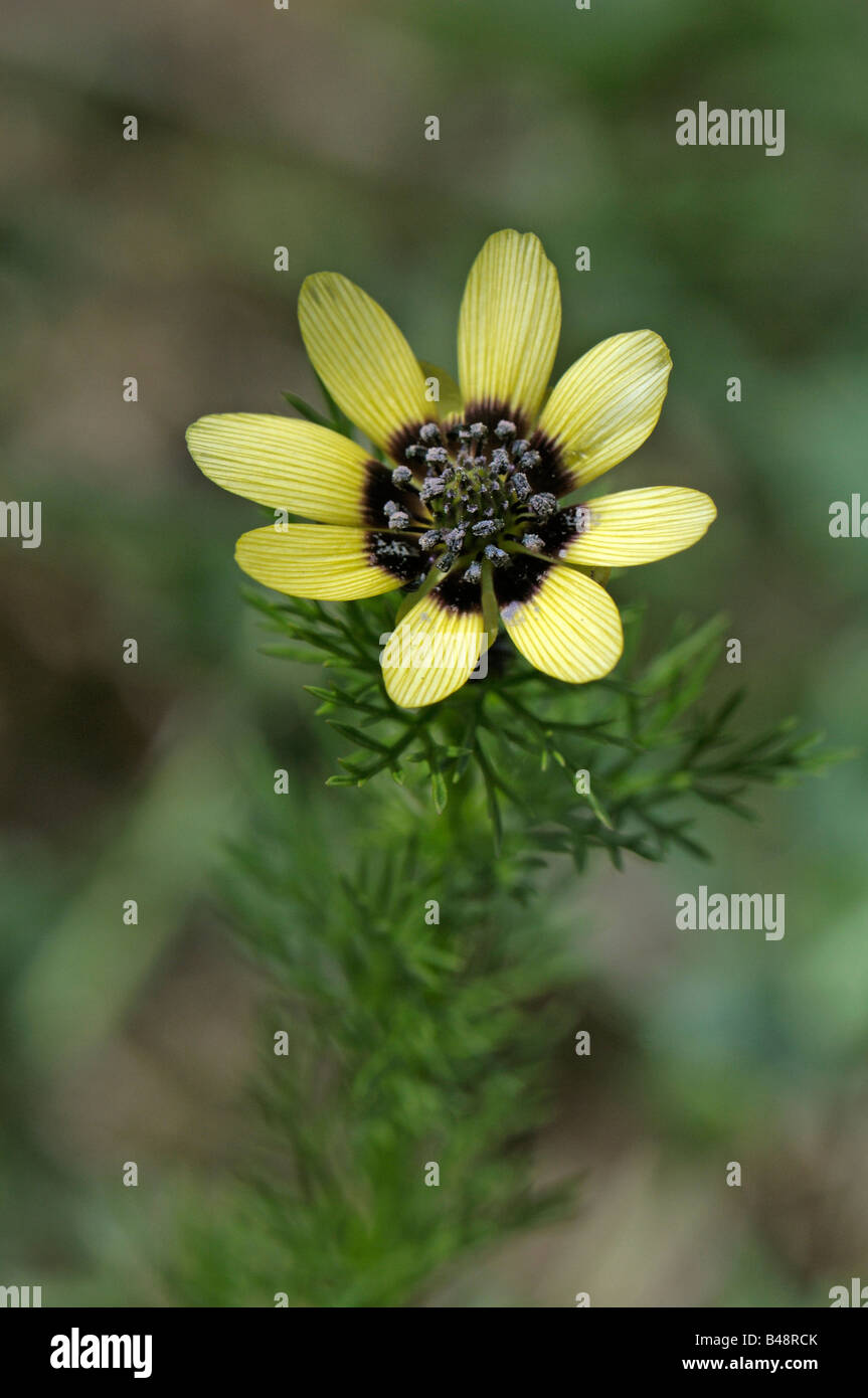 Summer Adonis, Summer Pheasants Eye (Adonis aestivalis), flower Stock ...