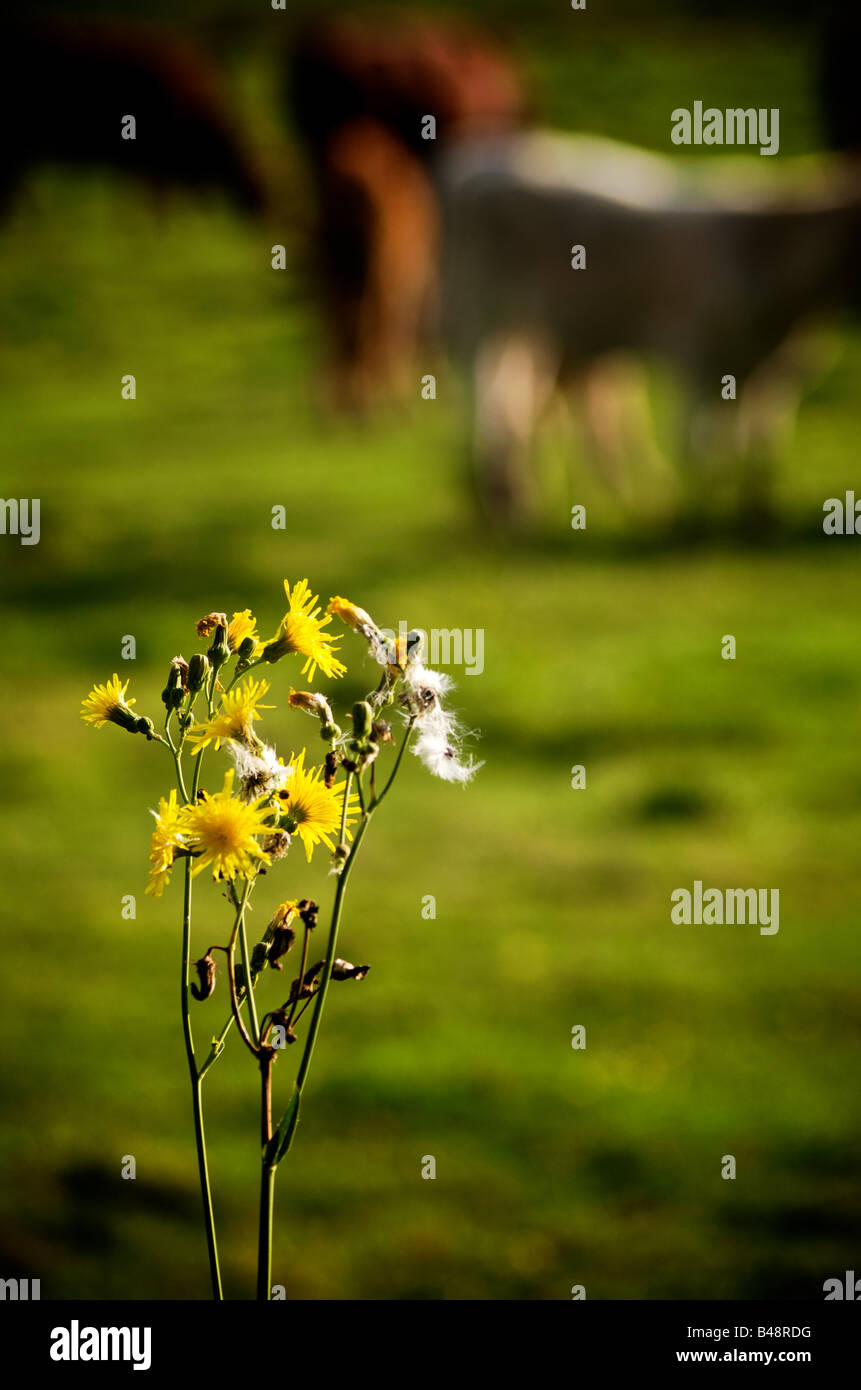 yellow flowers with cows grazing in the background Stock Photo - Alamy