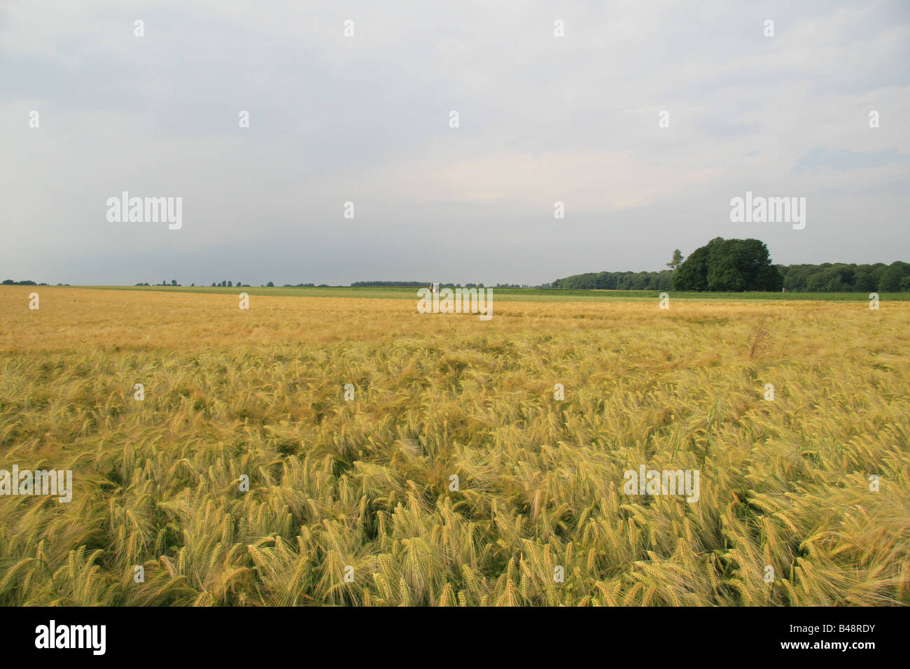 Agincourt field hi-res stock photography and images - Alamy