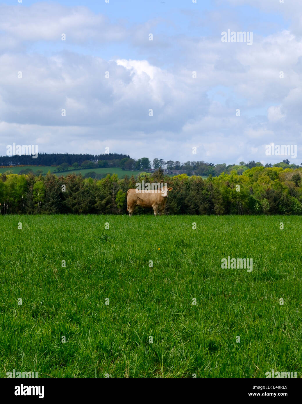 Farmer in a cow field hi-res stock photography and images - Alamy