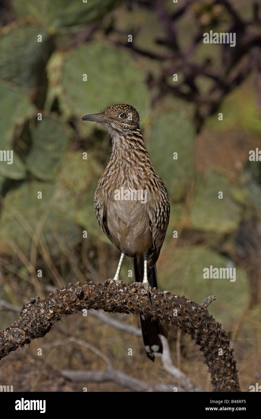 Greater Roadrunner (Geococcyx californianus) Arizona Sonoran Desert ...