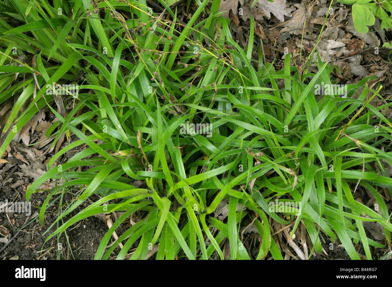 Great Wood Rush (Luzula sylvatica Stock Photo - Alamy