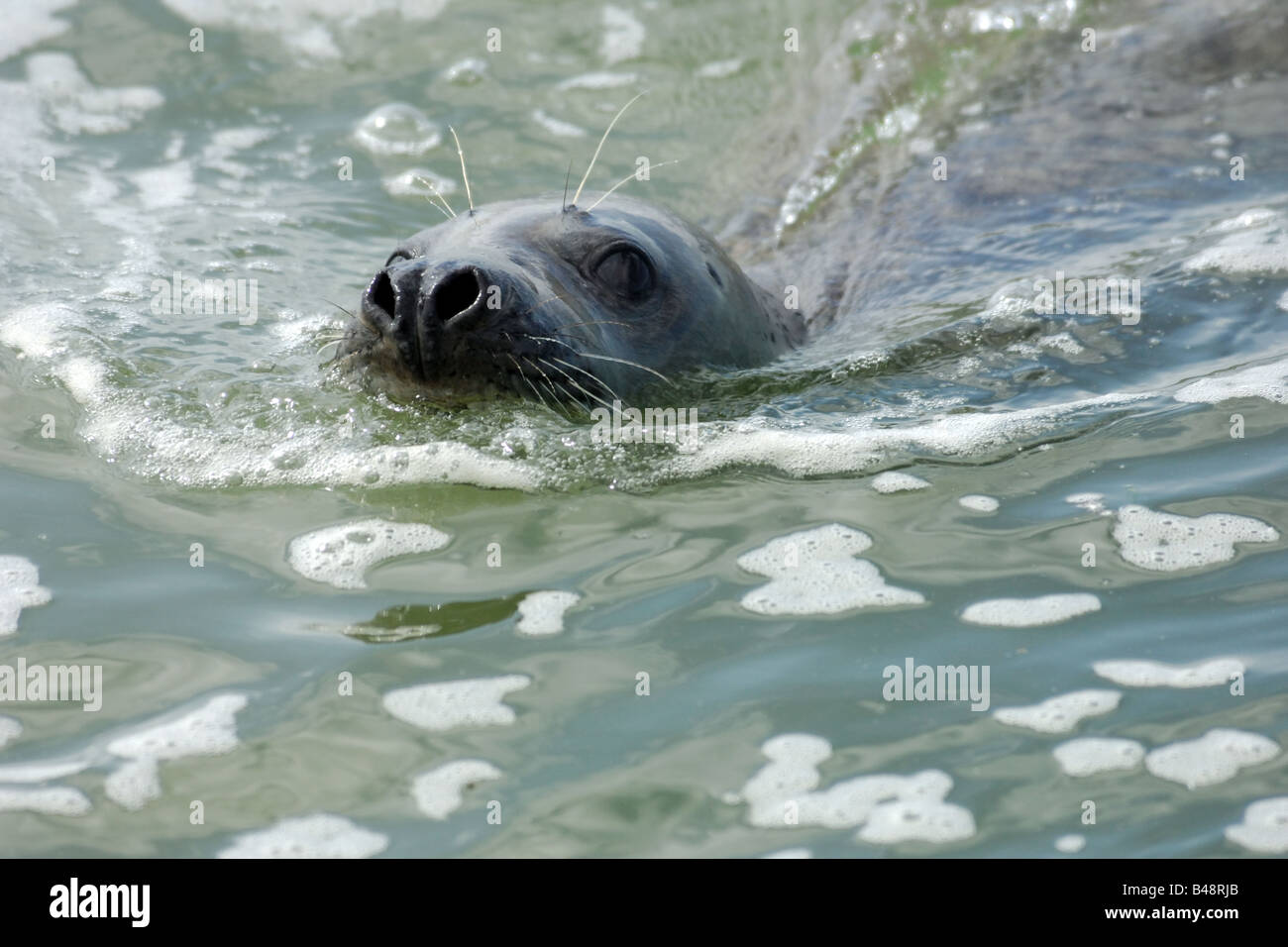Phoca vitulina foca harbour seal pinnipedi mammiferi mare Texel isole ...