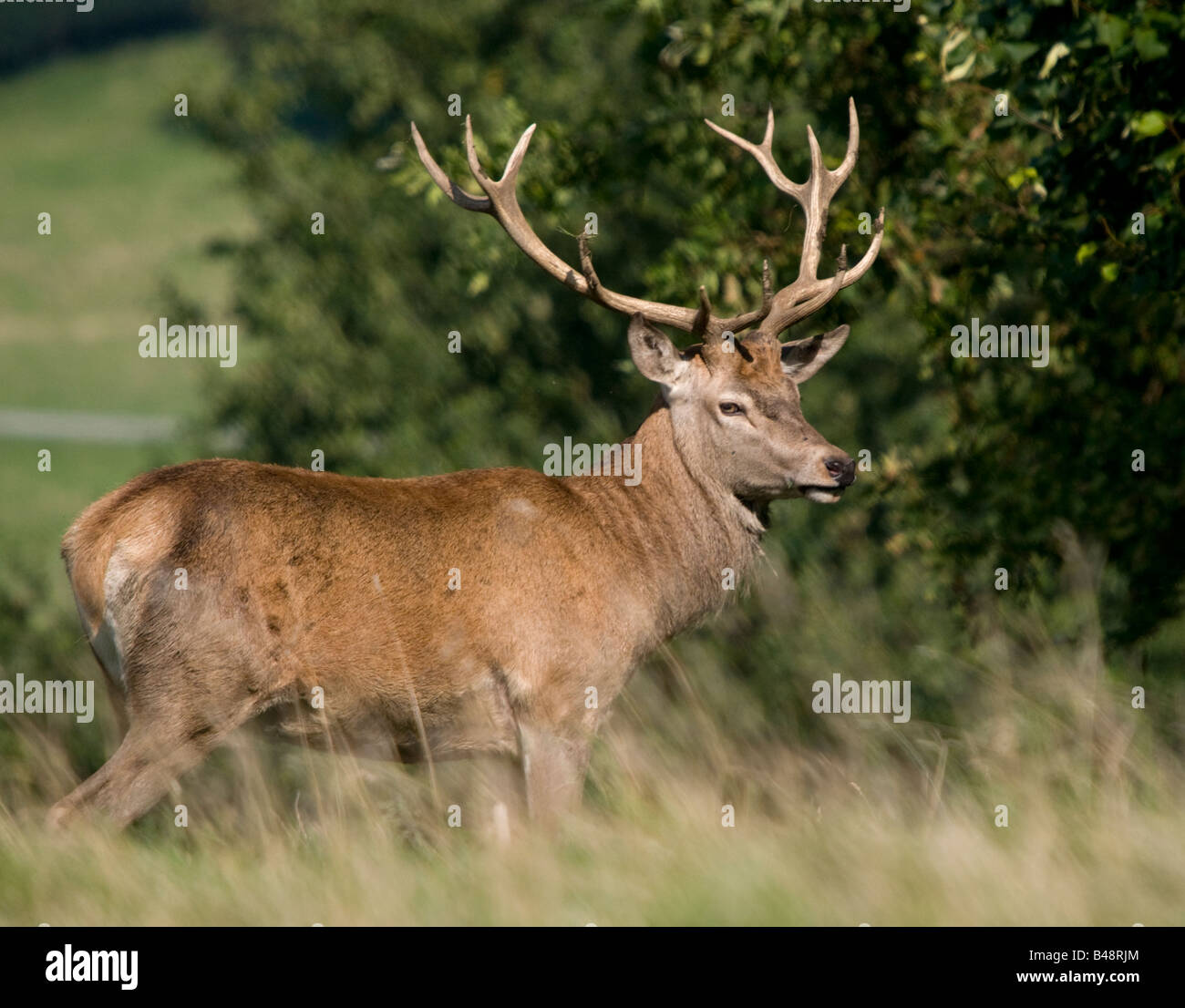 Male Red Deer stag (cervus elephus) Derbyshire Peak District England ...