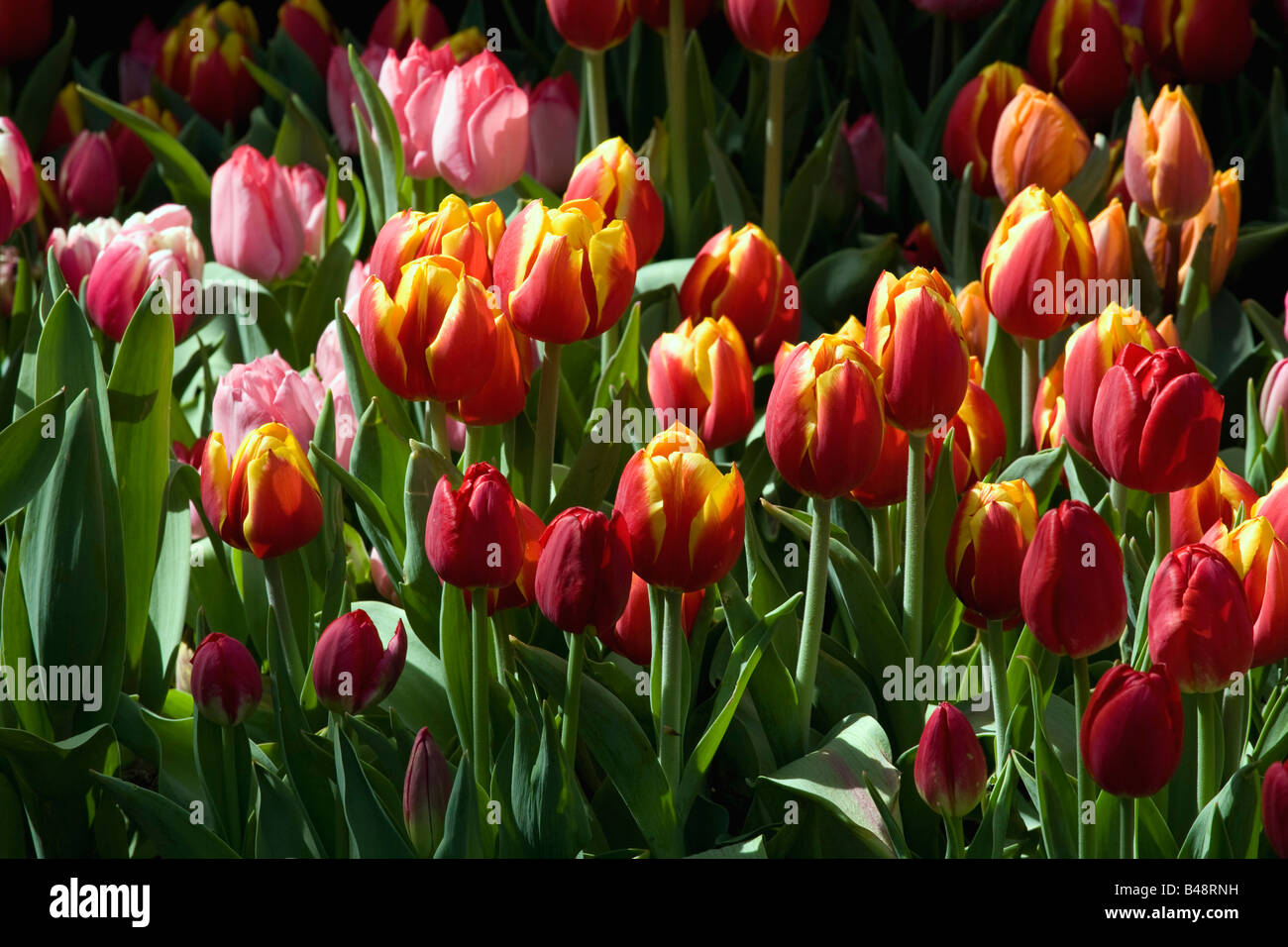 Tulip festivals hi-res stock photography and images - Alamy