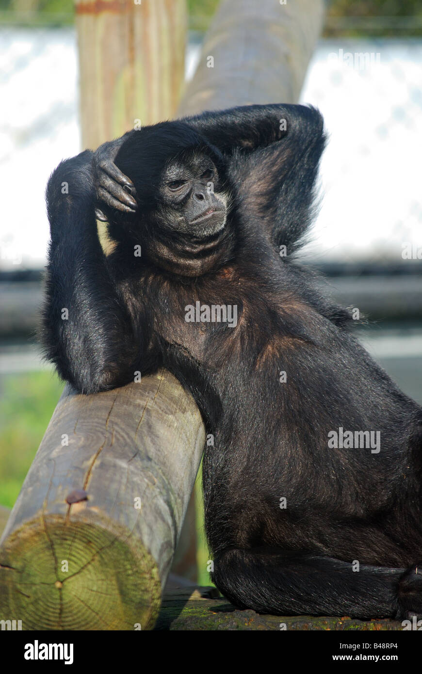 A pregnant Columbian Black Spider Monkey sunning herself Stock Photo ...