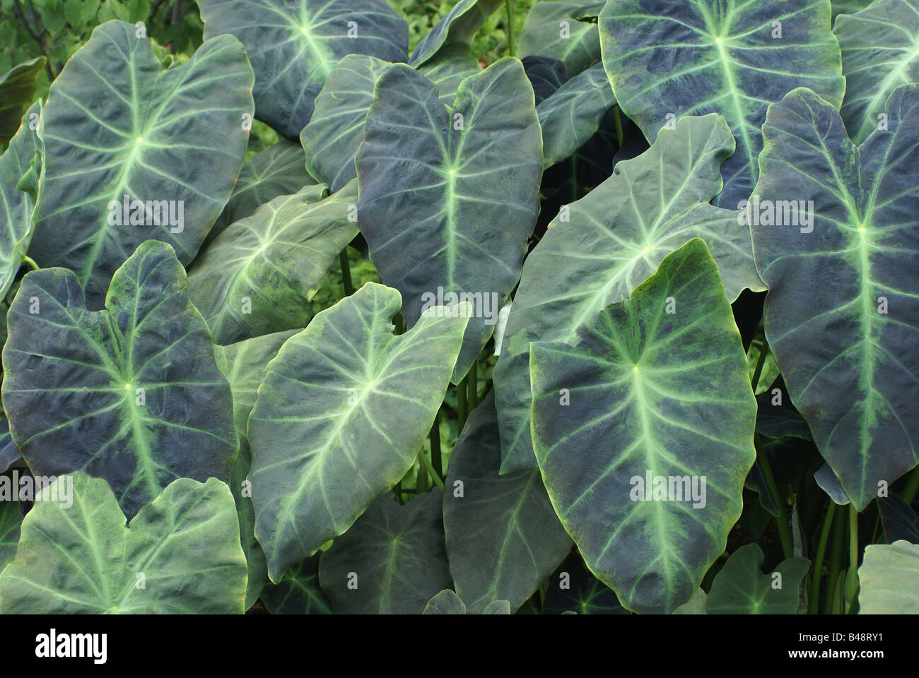 Elephants ear leaves hi-res stock photography and images - Alamy