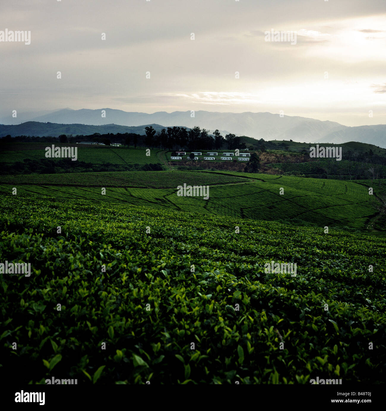 Ugandan tea fields near Fort Portal Stock Photo - Alamy