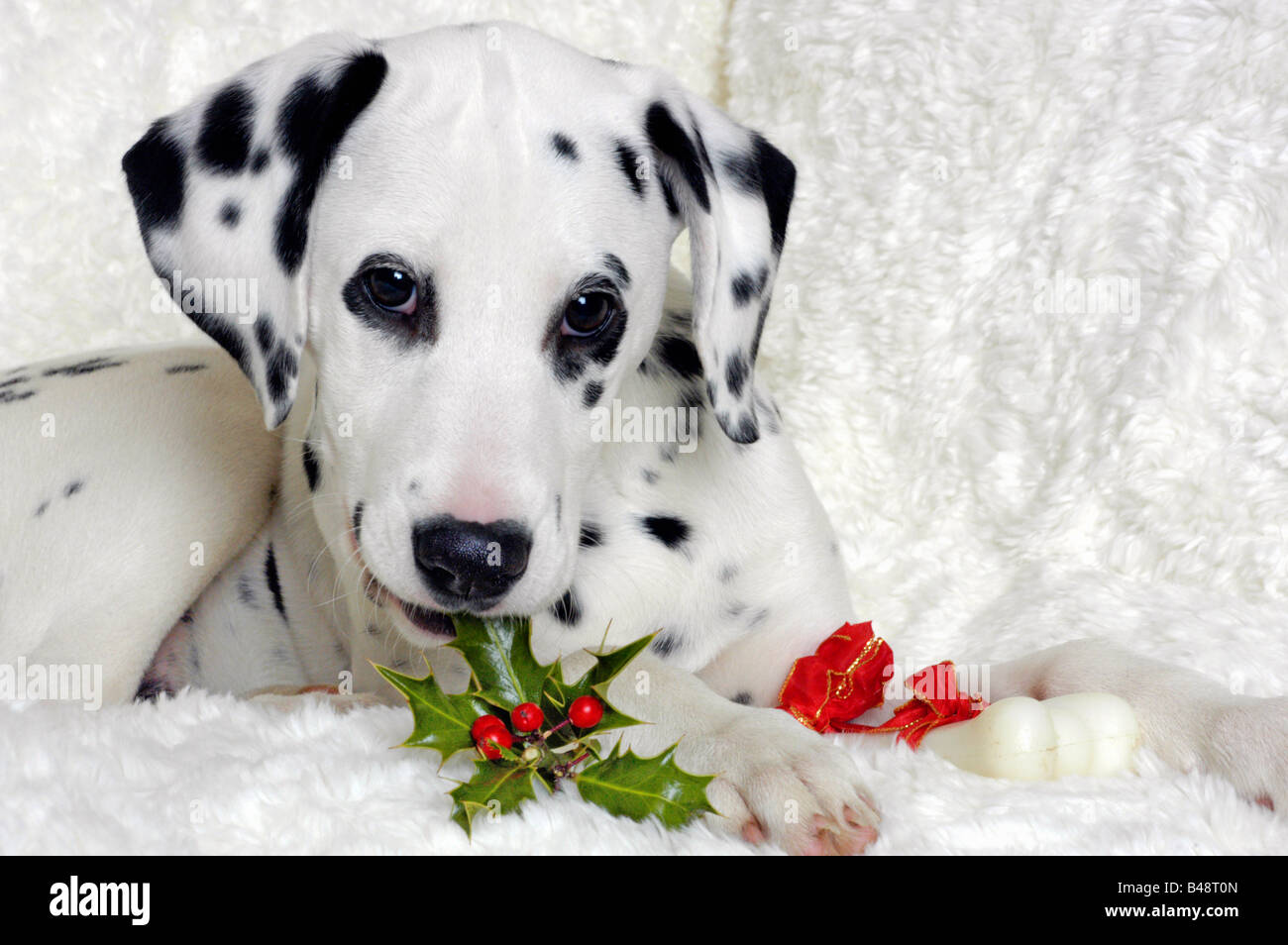 Dalmation spots hi-res stock photography and images - Alamy