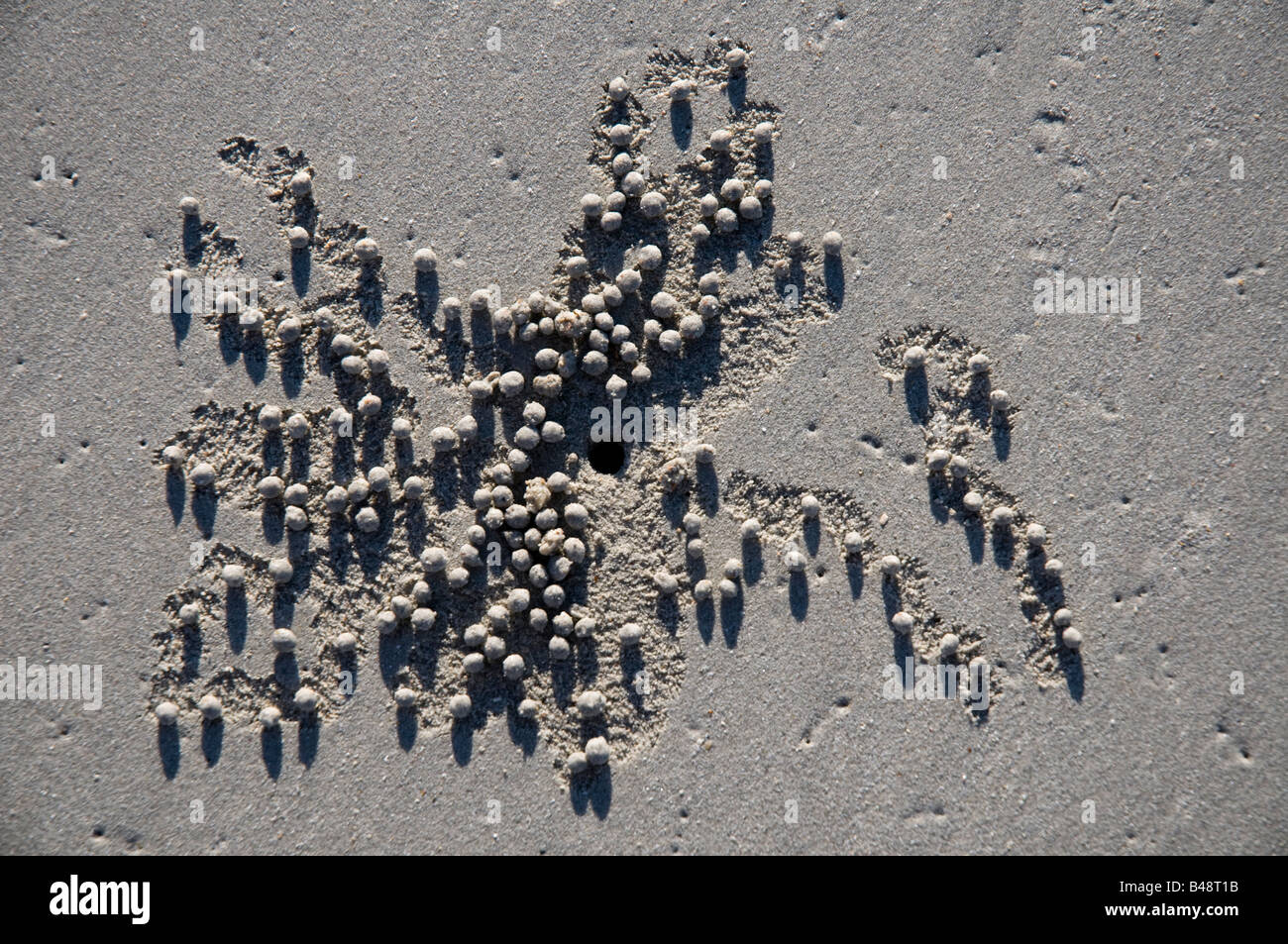 Little balls of sand distributed on a beach by a burrowing crab digging ...