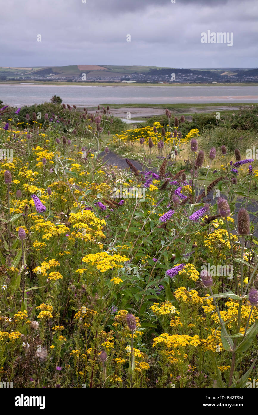 flowers on the taw estuary devon Stock Photo - Alamy