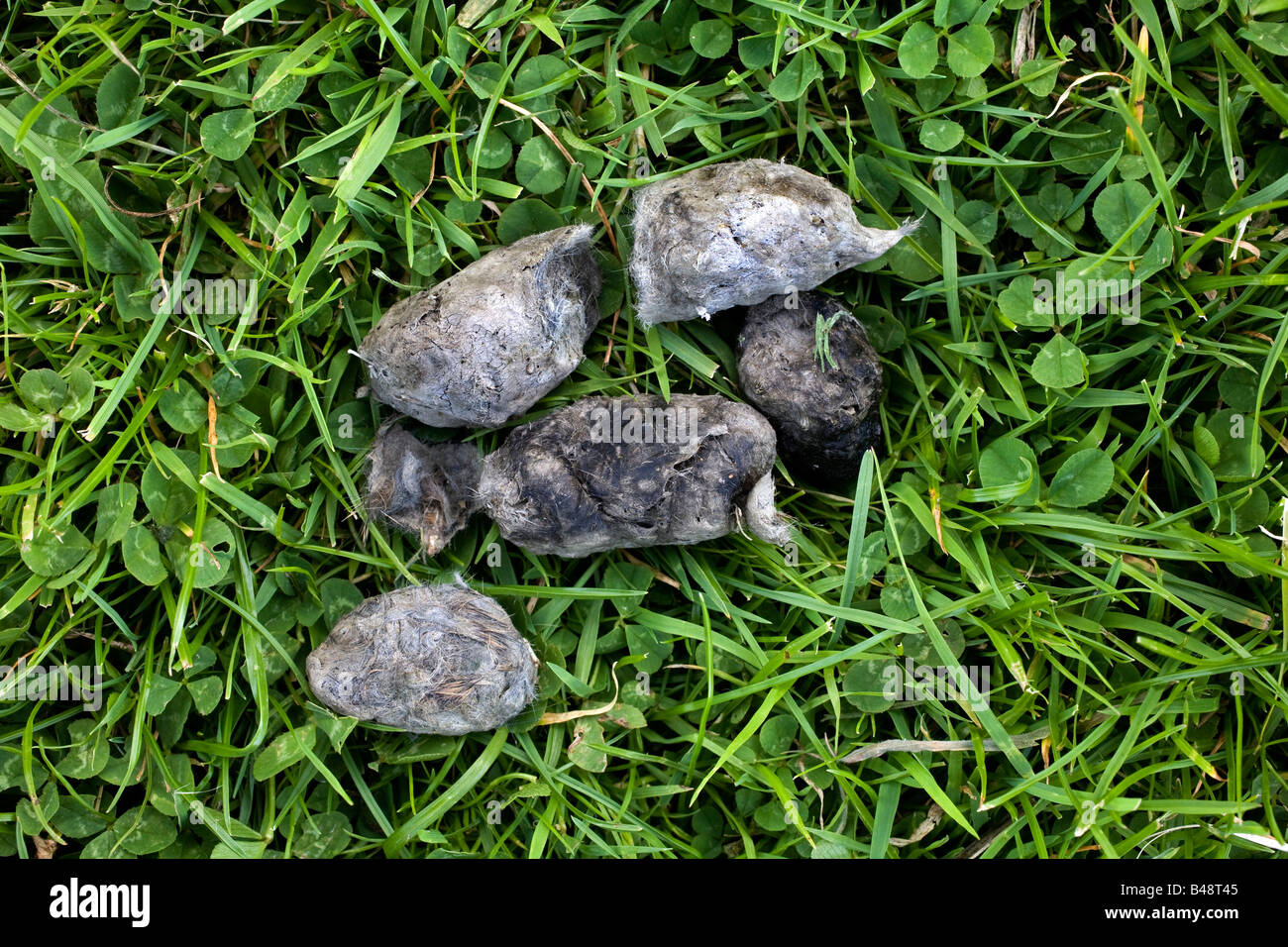 fox Vulpes vulpes faeces Stock Photo - Alamy