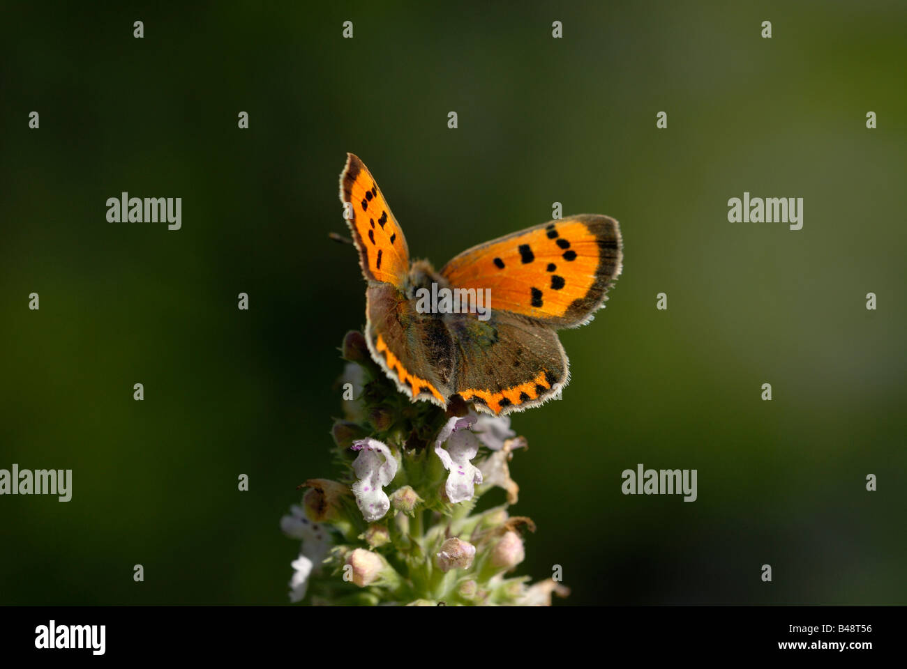 Catmint with butterflies hi-res stock photography and images - Alamy