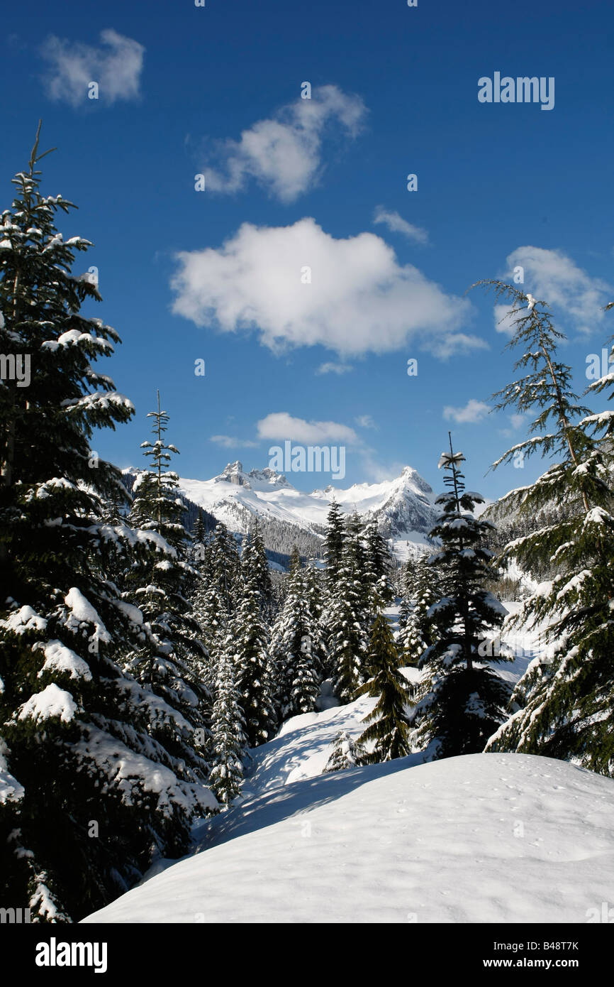 The whistler tree hi-res stock photography and images - Alamy