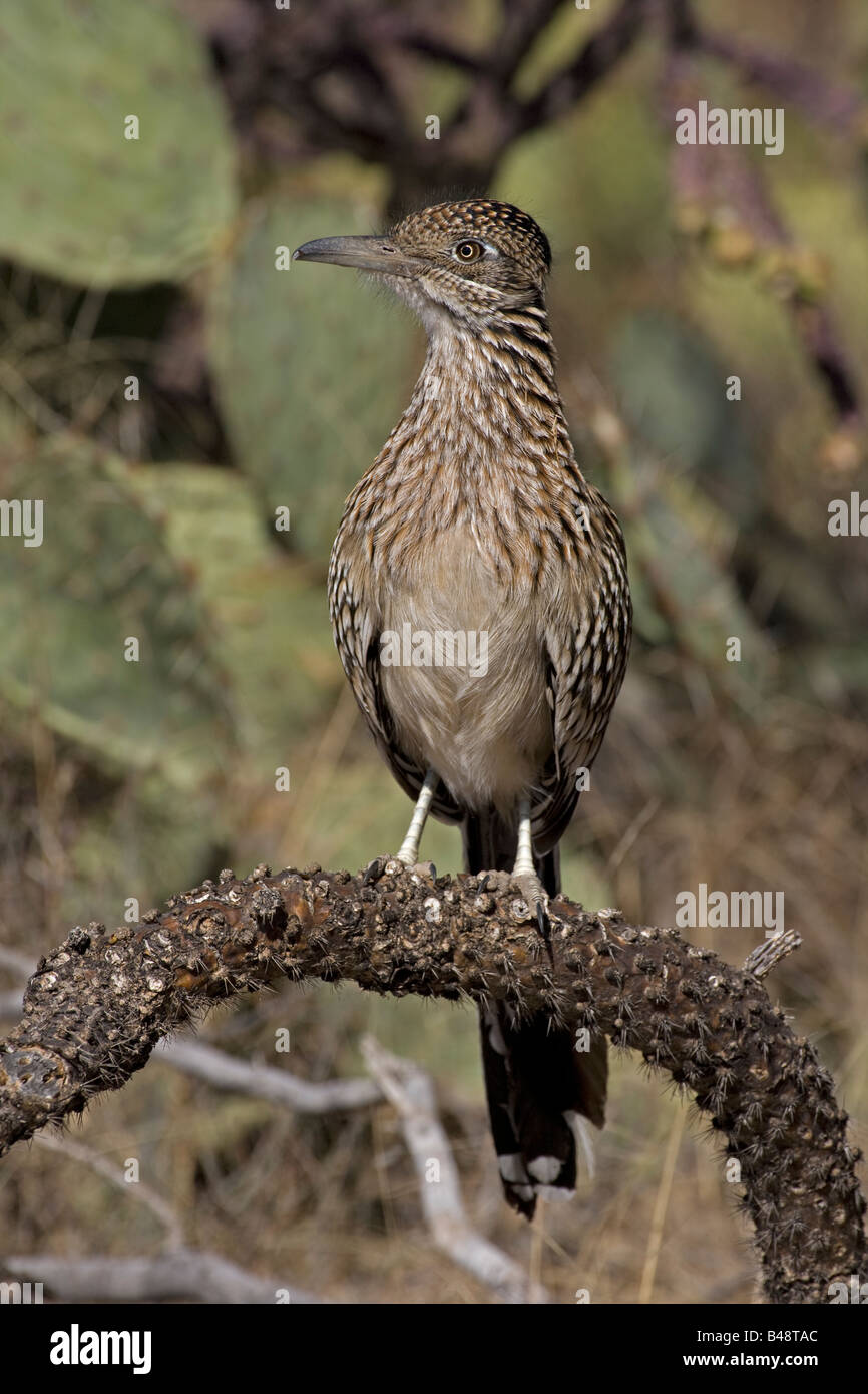 Greater Roadrunner (Geococcyx californianus) Arizona Sonoran Desert ...