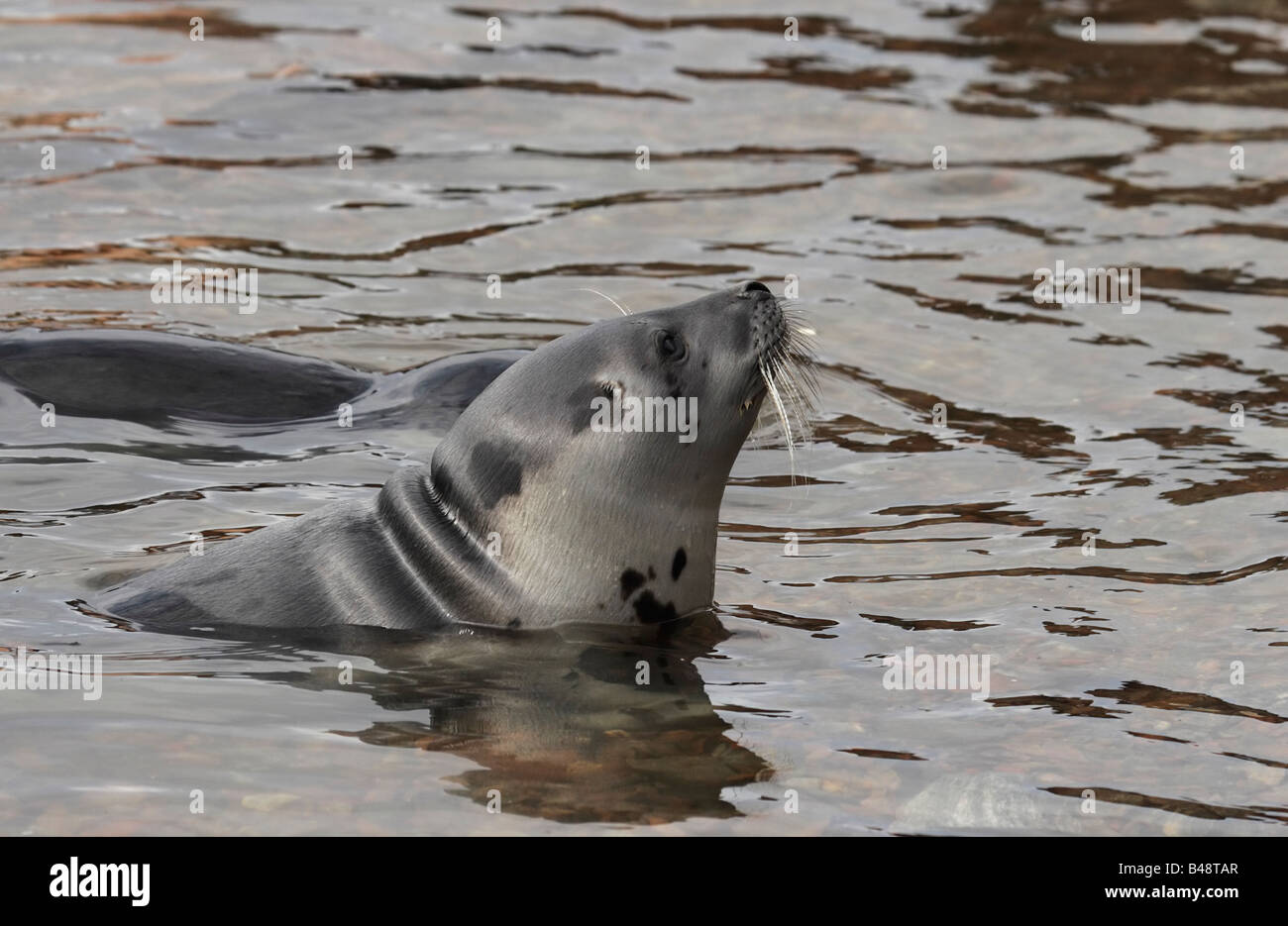 Greenland seal, Harp seal (Histriophoca groenlandica) in the ...
