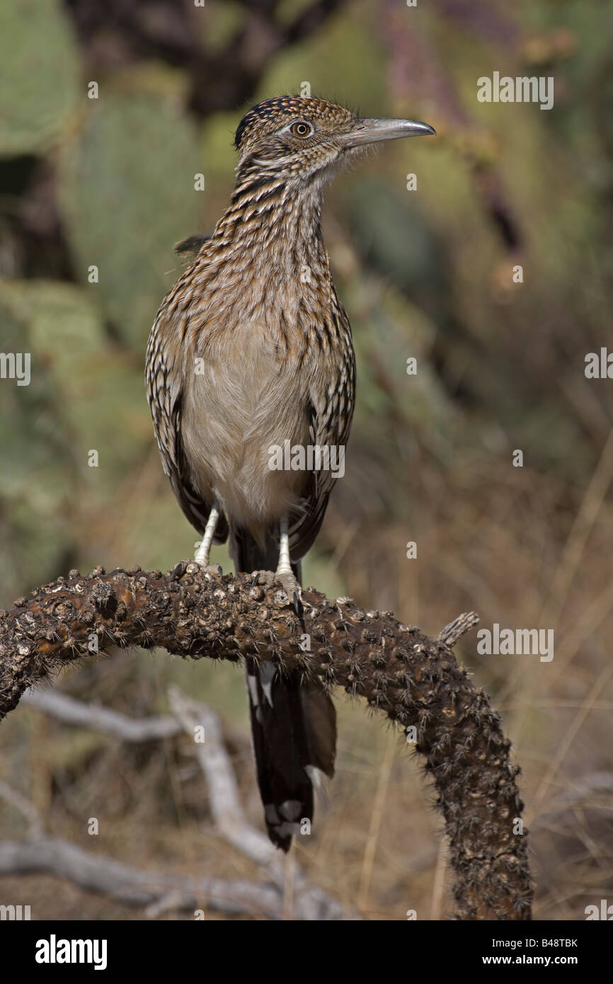 Greater Roadrunner (Geococcyx californianus) Arizona Sonoran Desert ...