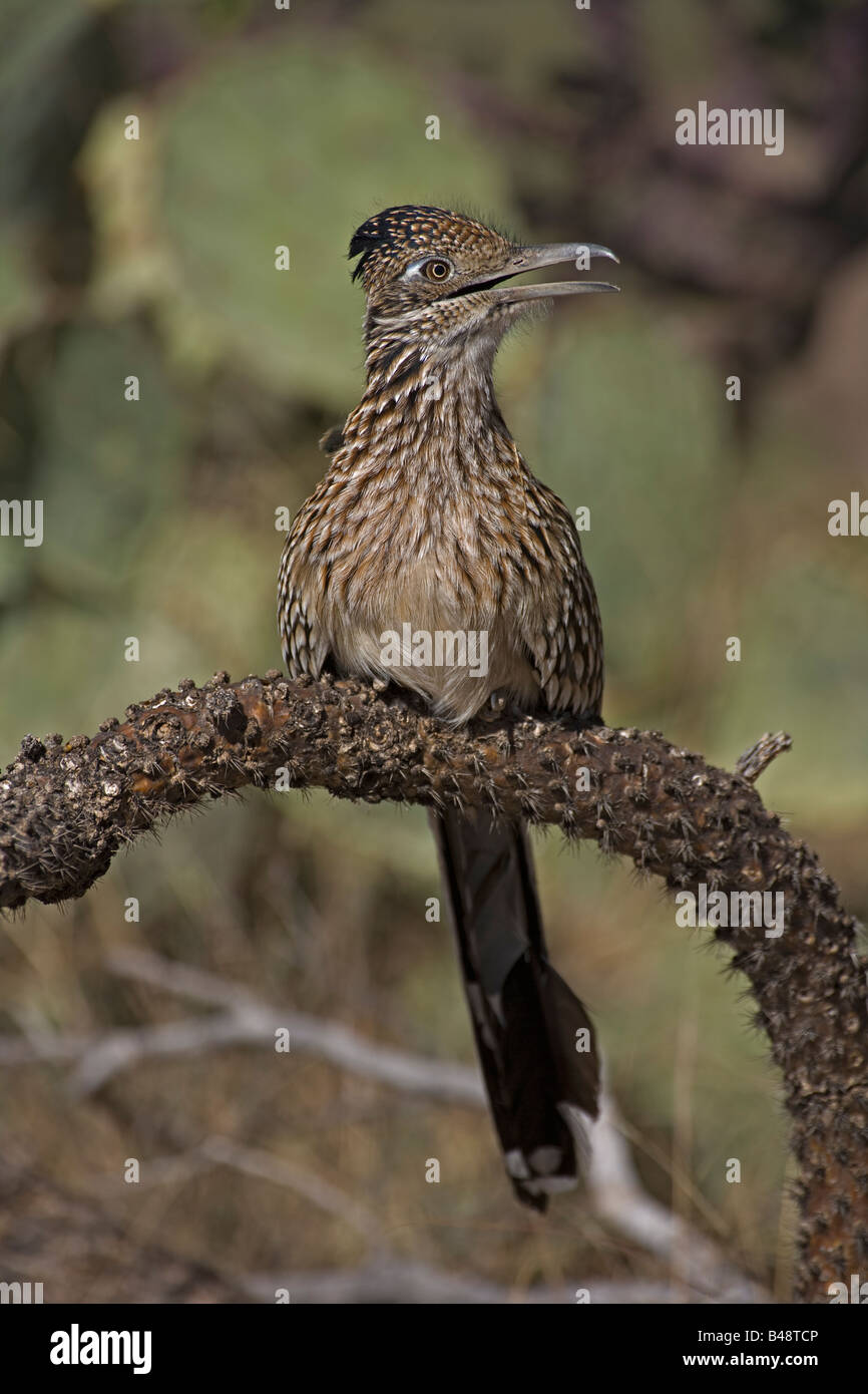 Sonoran Desert Roadrunner
