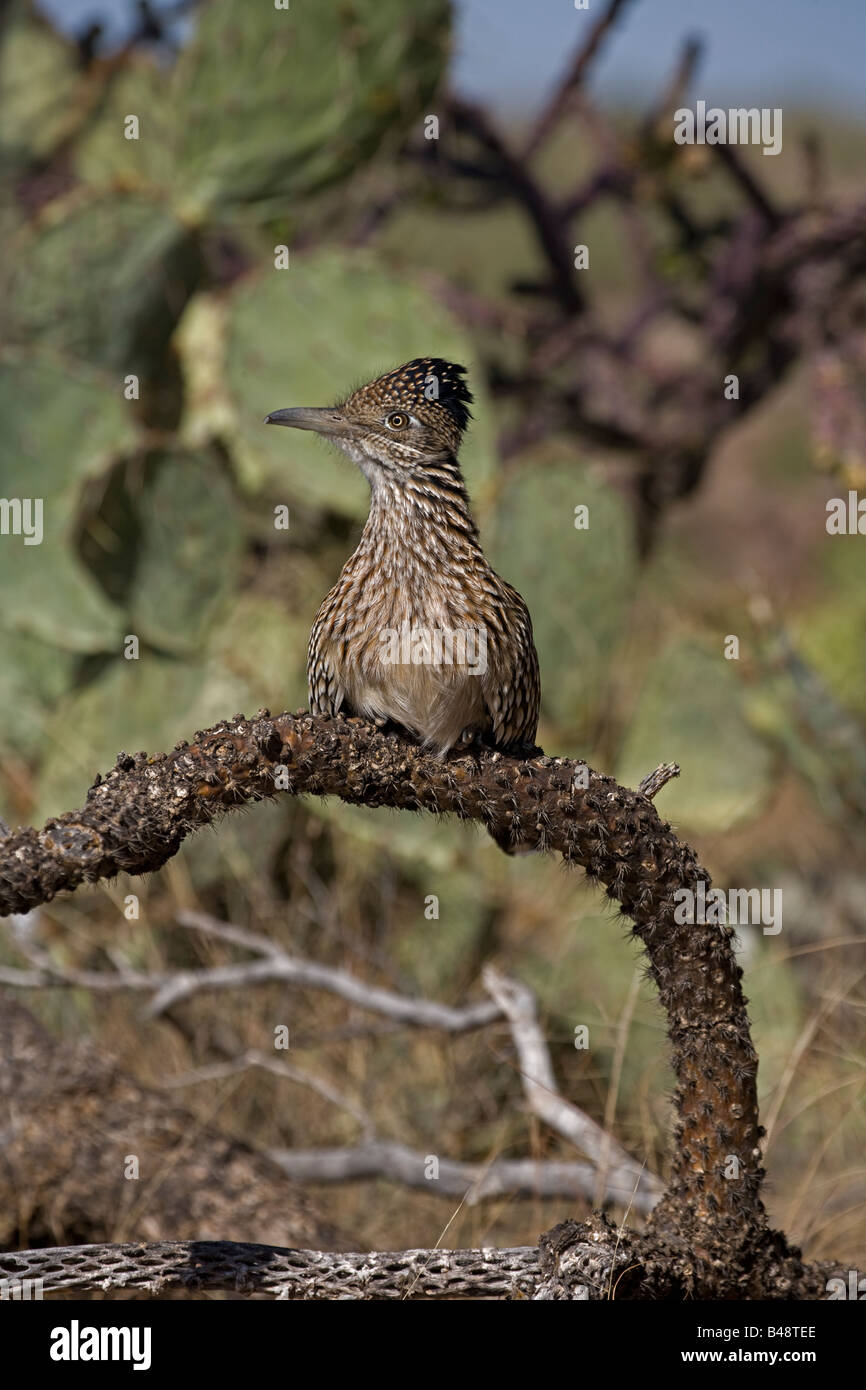 Greater Roadrunner (Geococcyx californianus) Arizona Sonoran Desert ...